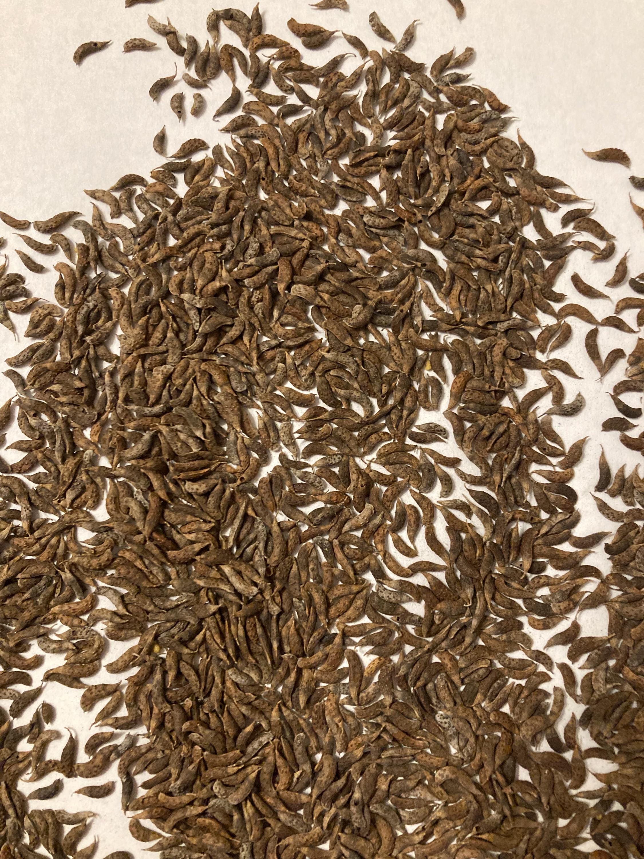 False Indigo Shrub Seeds (AMORPHA FRUTICOSA) (Desert False Indigo Tree ...