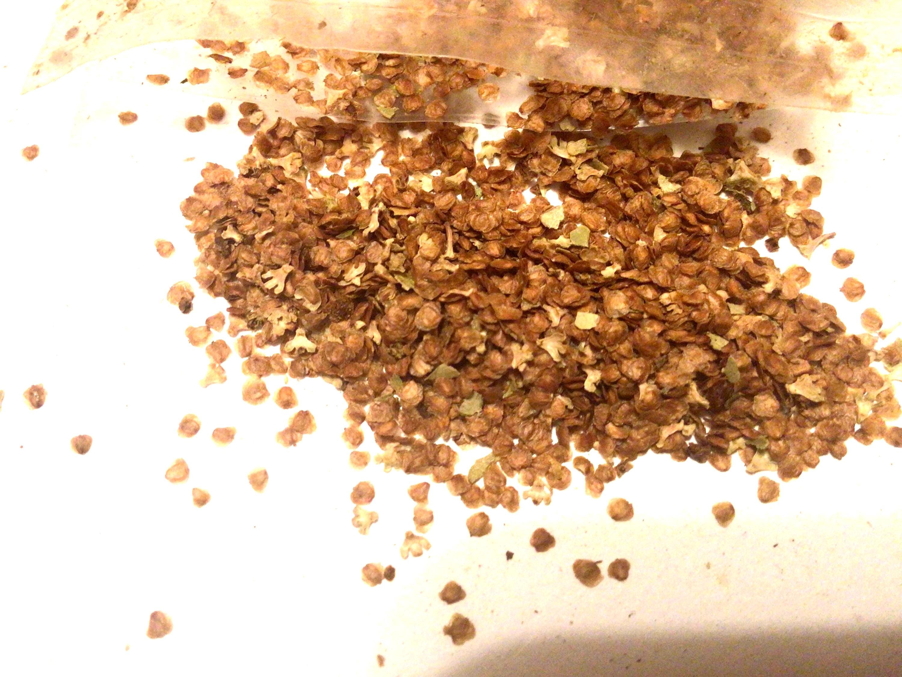 Resin Birch Seeds (Betula Glandulosa): Dwarf Shrub Tree Seeds ...