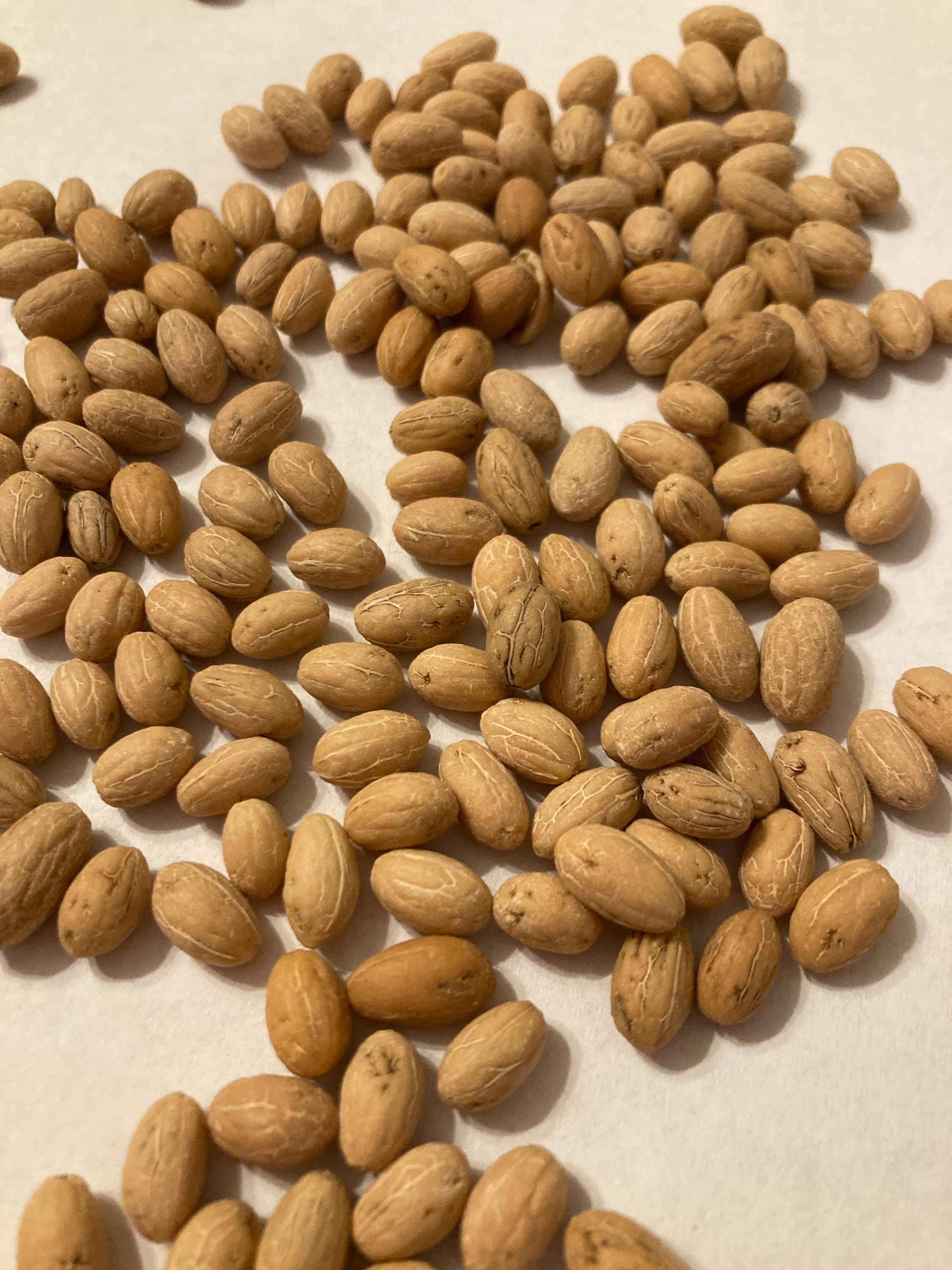 Canino Olive Tree Seeds (OLEA EUROPAEA var. CANINO) (Common Olive ...