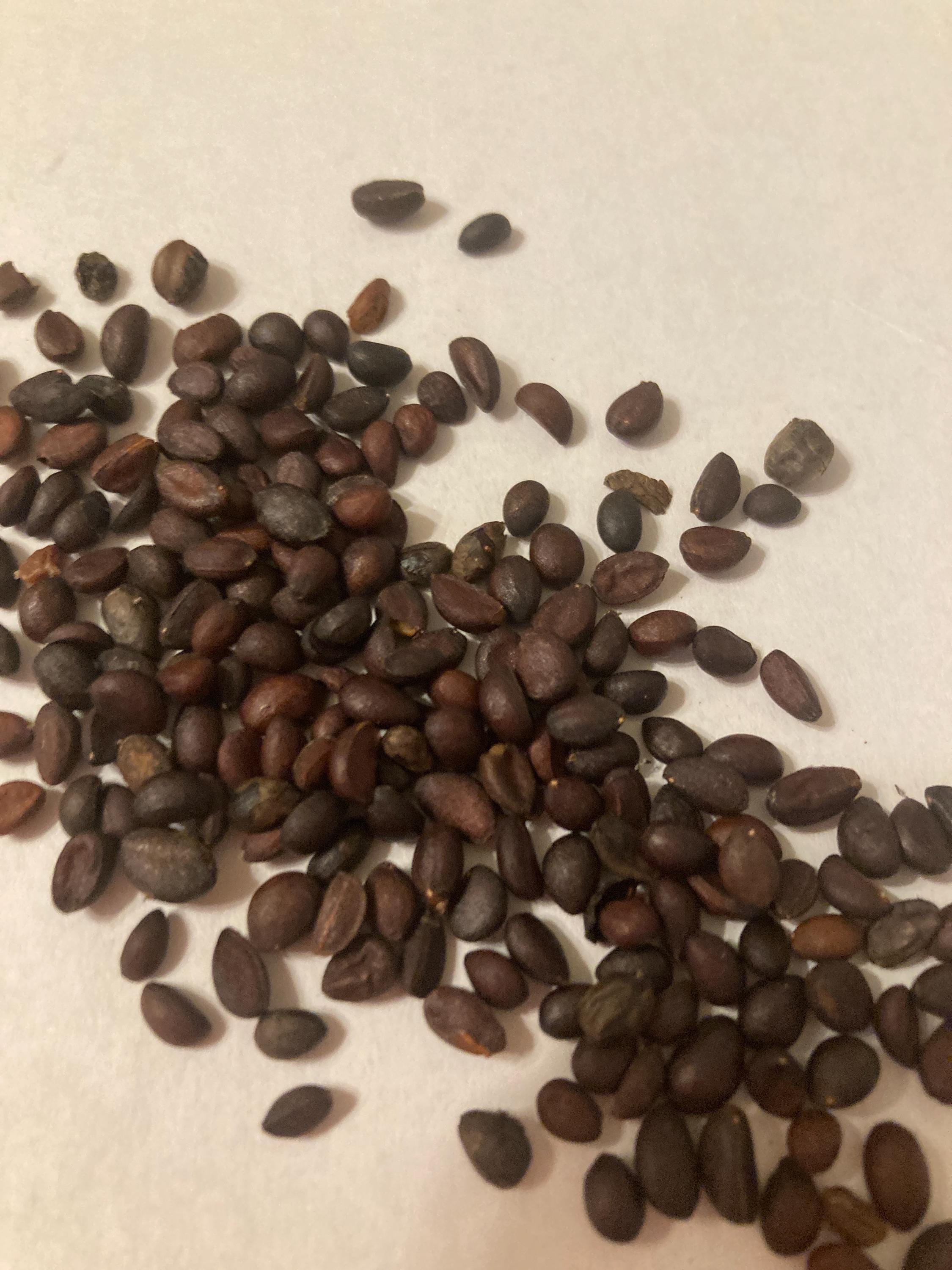 Wild Privet Shrub Seeds (LIGUSTRUM VULGARE) (Common Privet Tree ...