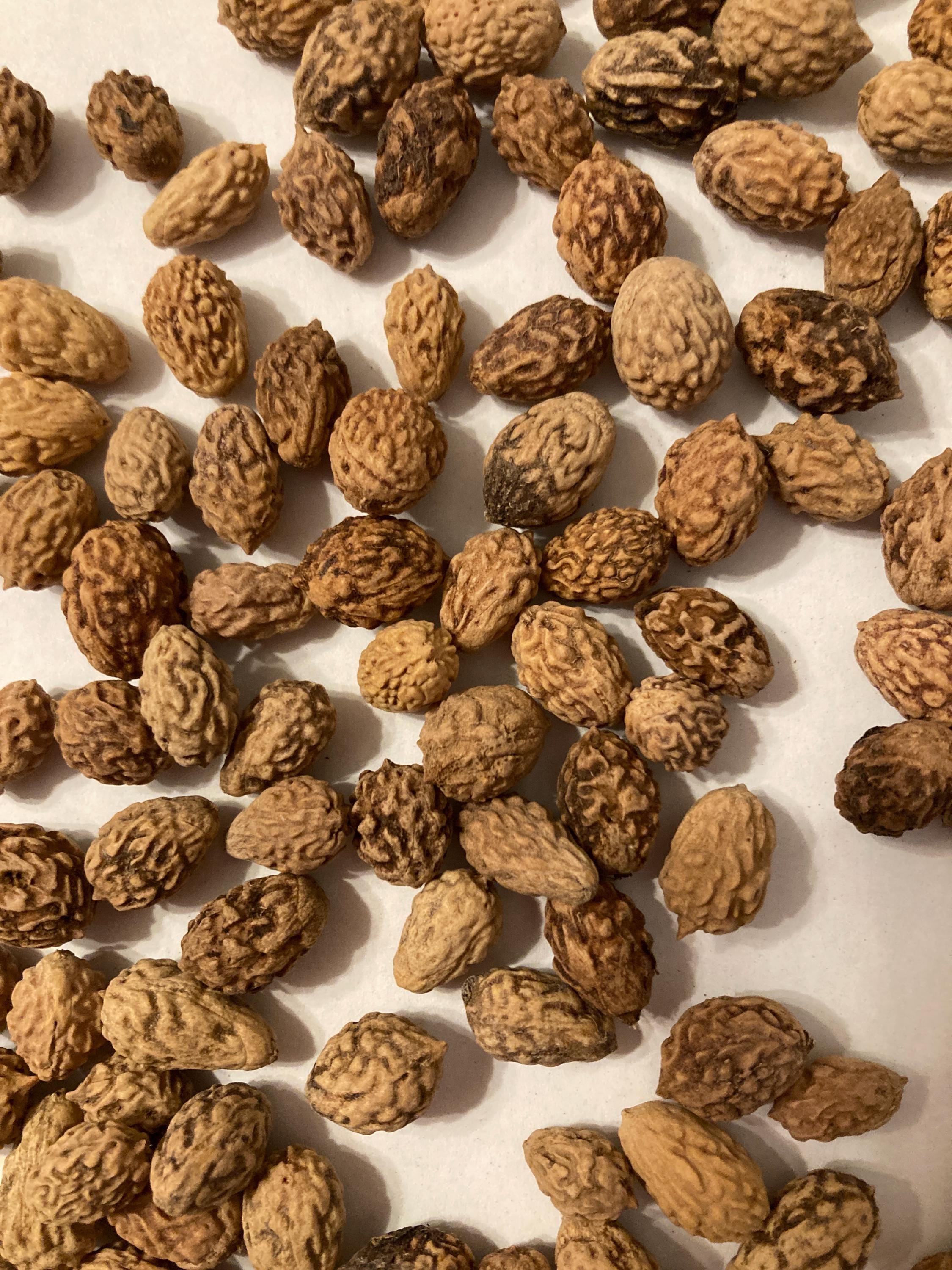 Chinese Date Tree Seeds (ZIZIPHUS JUJUBA) (Tsao) (Jujube) | TreeSeedMan ...