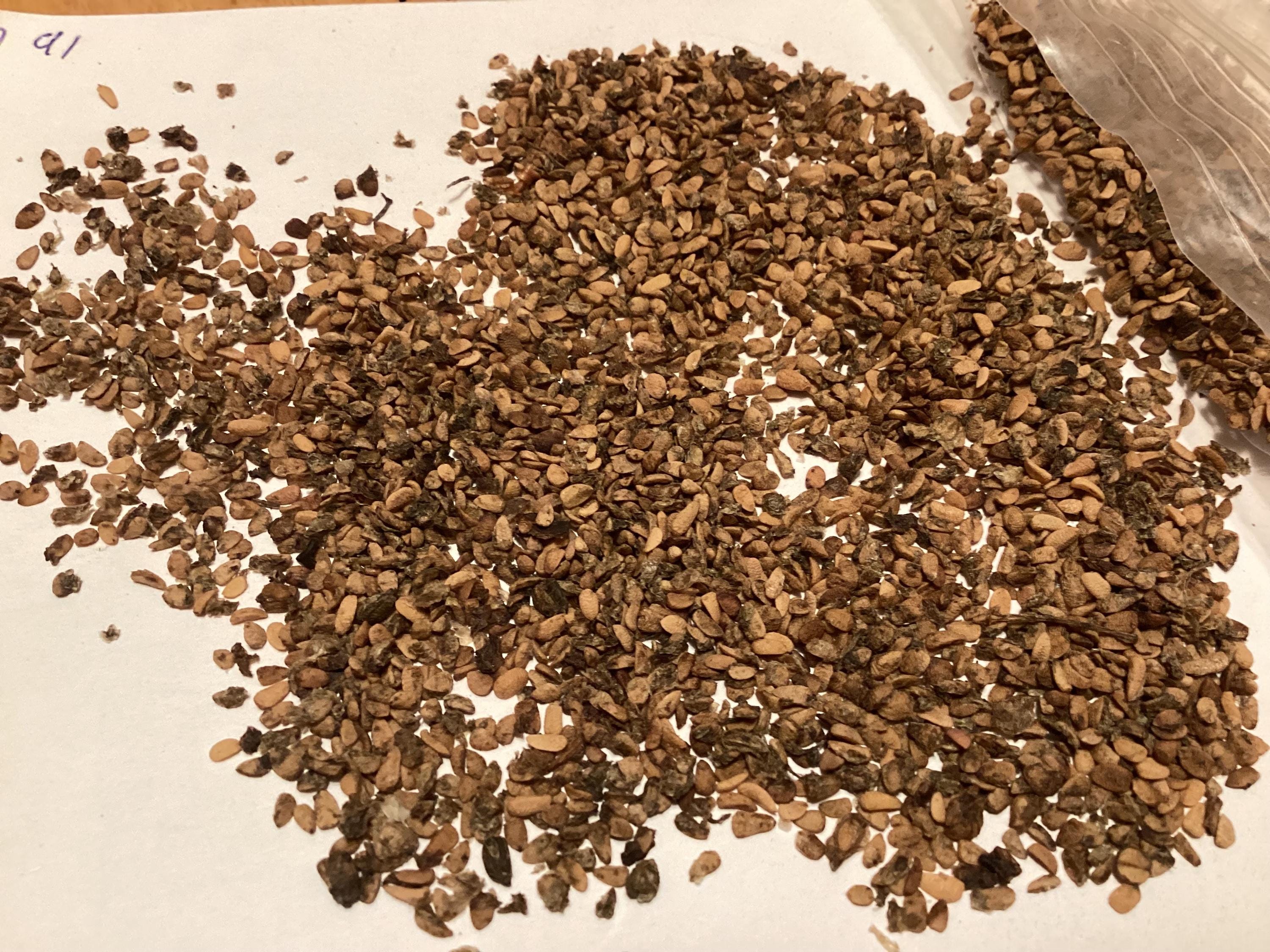 American Elder Tree Seeds (SAMBUCUS CANADENSIS) (Blackberry Elder ...