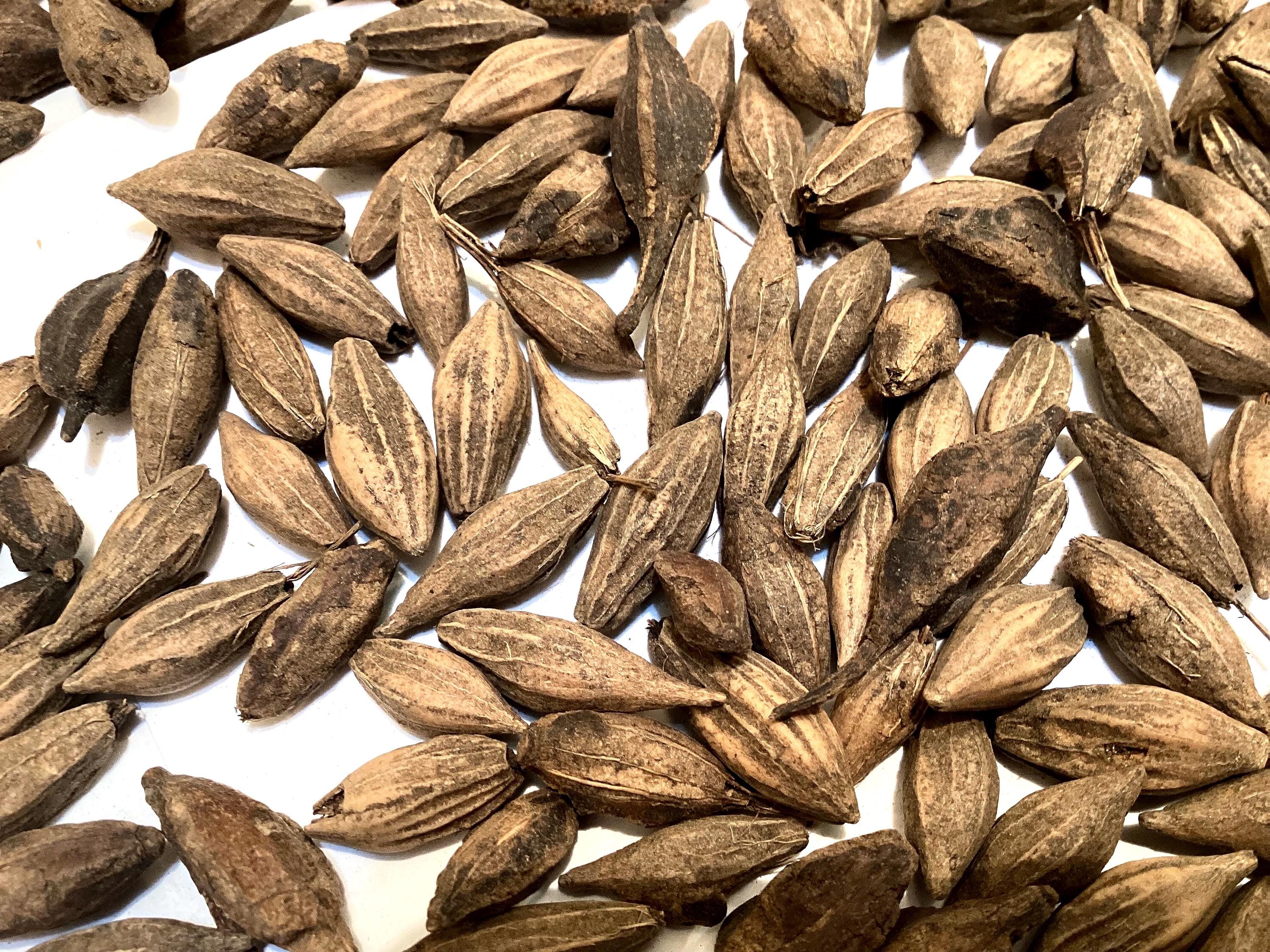 Carolina Silverbell Tree Seeds (HALESIA CAROLINA) | TreeSeedMan.Com ...