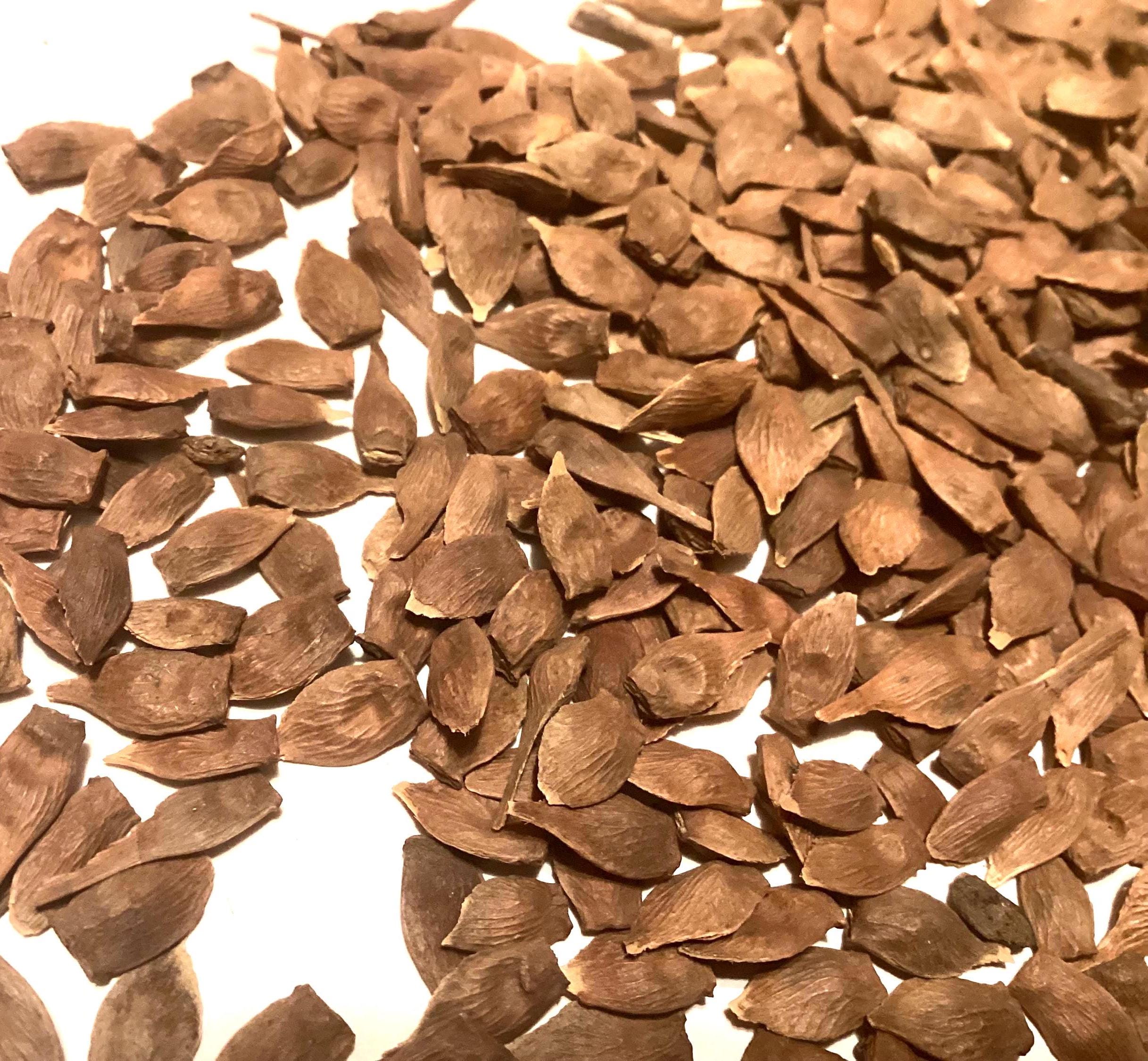 Green Barked Maple Tree Seeds (ACER GROSSERI var. HERSII) (de-winged ...