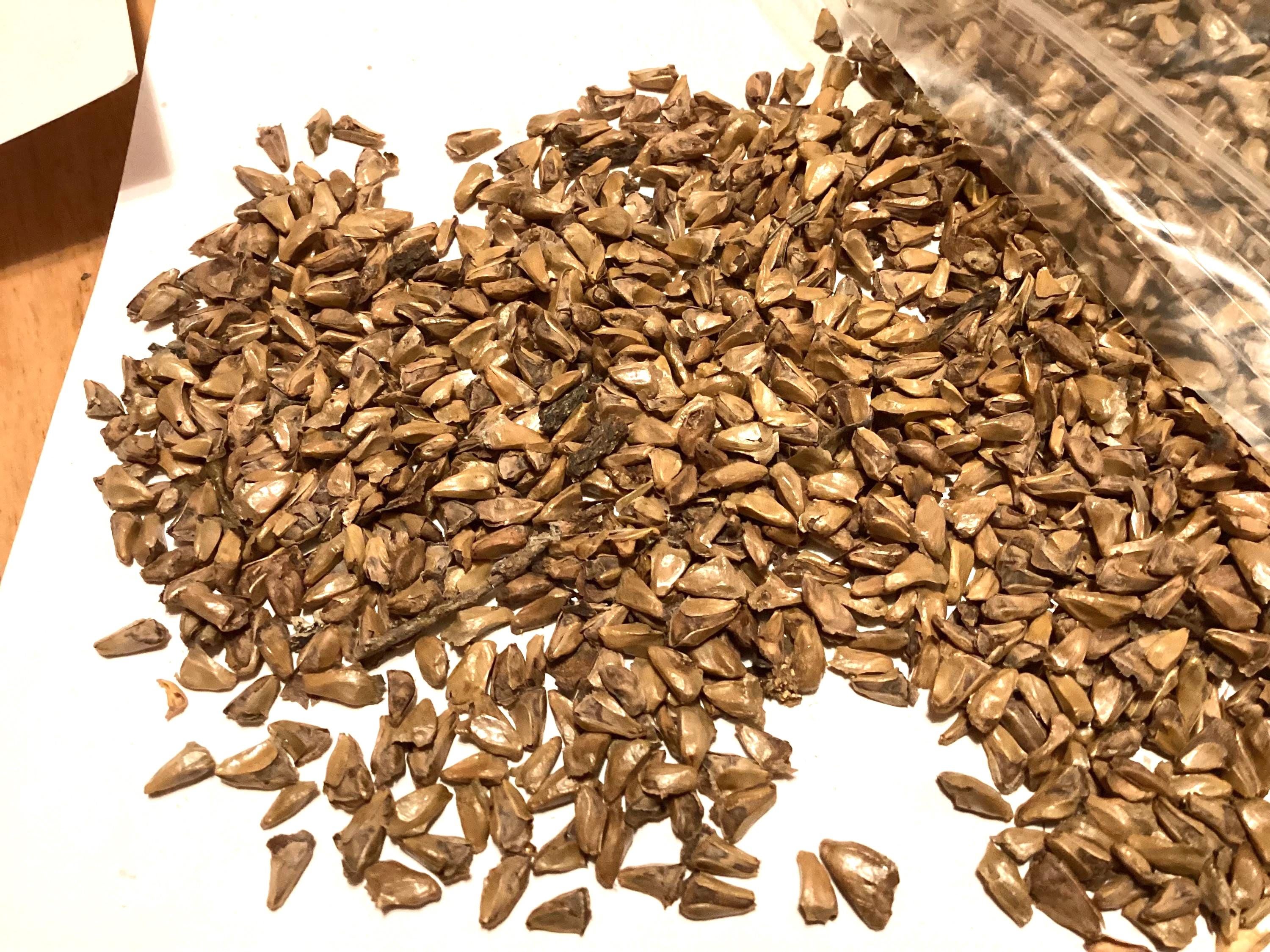Siberian Fir Tree Seeds (ABIES SIBIRICA) | TreeSeedMan.Com TREE, SHRUB ...