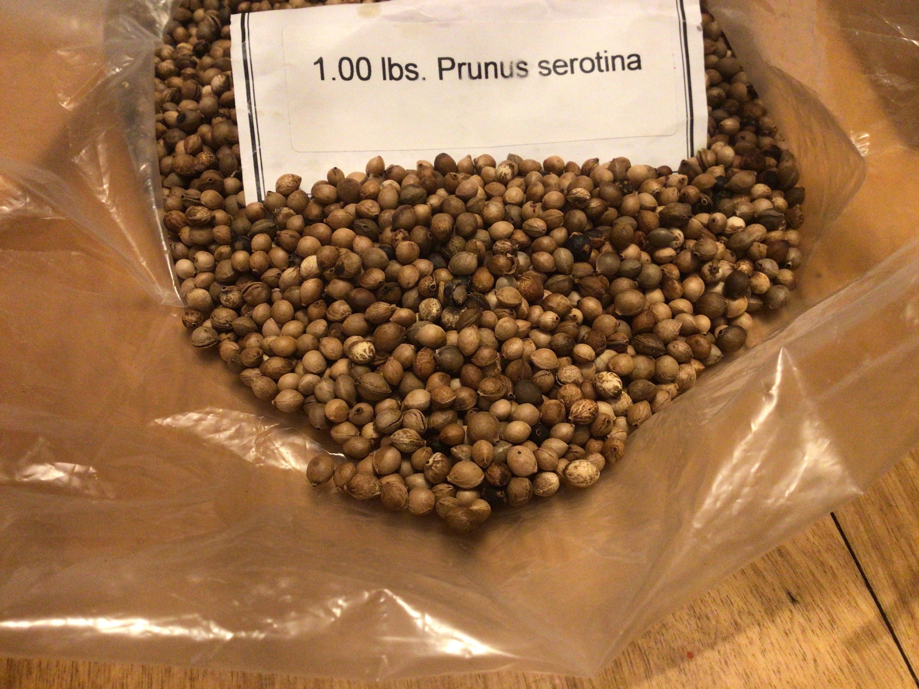 Black Cherry Tree Seeds (PRUNUS SEROTINA) (Wild Cherry) | TreeSeedMan ...