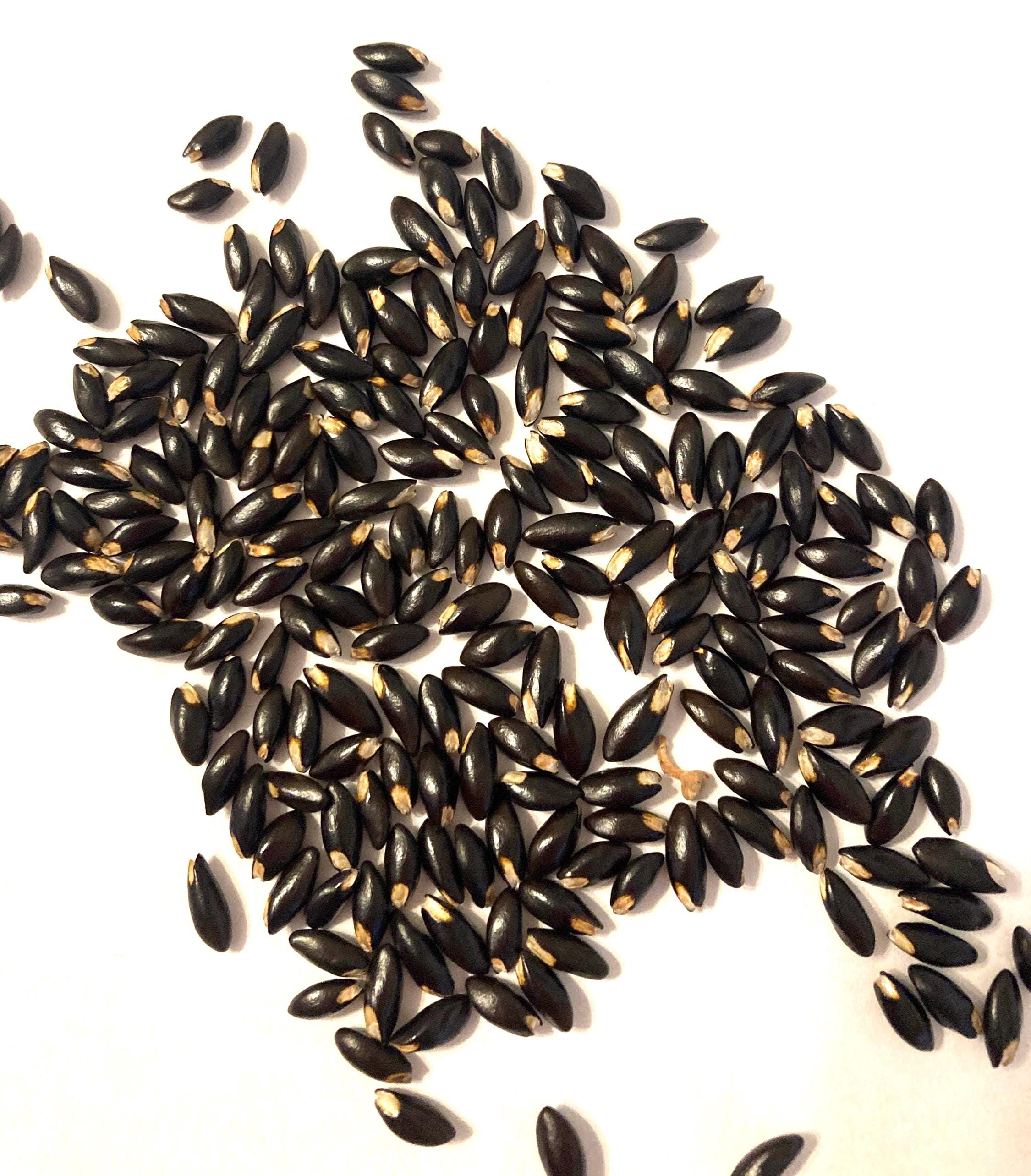 Vernal Witch Hazel Tree Seeds (HAMAMELIS VERNALIS)(Ozark WitchHazel ...