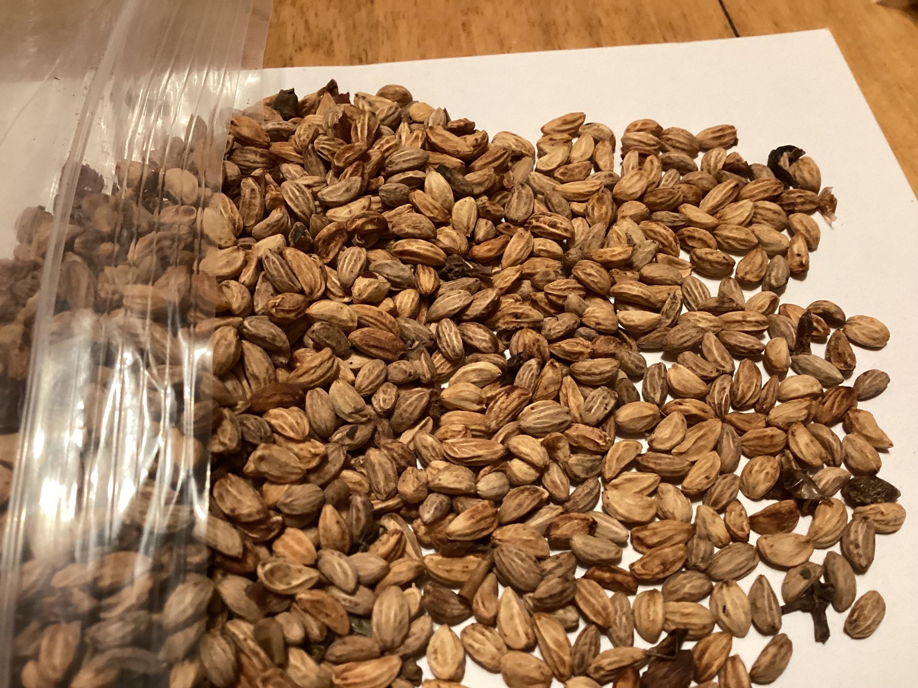 English Holly Tree Seeds (Ilex Aquifolium) | TreeSeedMan.Com TREE ...