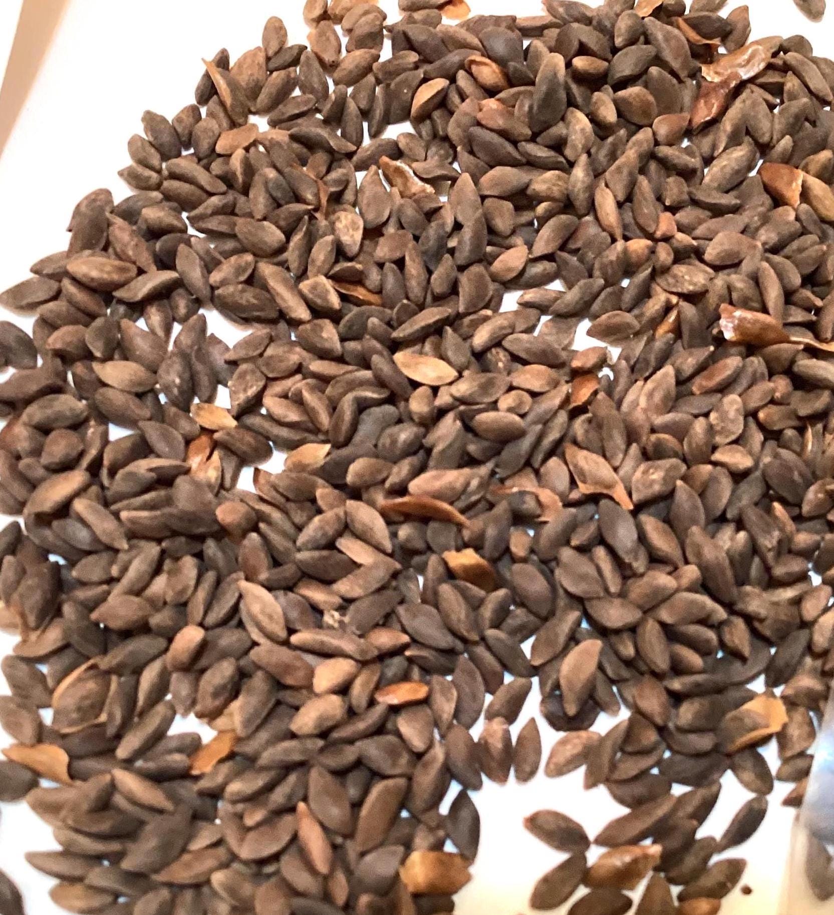 Liakiang Spruce Tree Seeds (PICEA LIKIANGENSIS) | TreeSeedMan.Com TREE ...