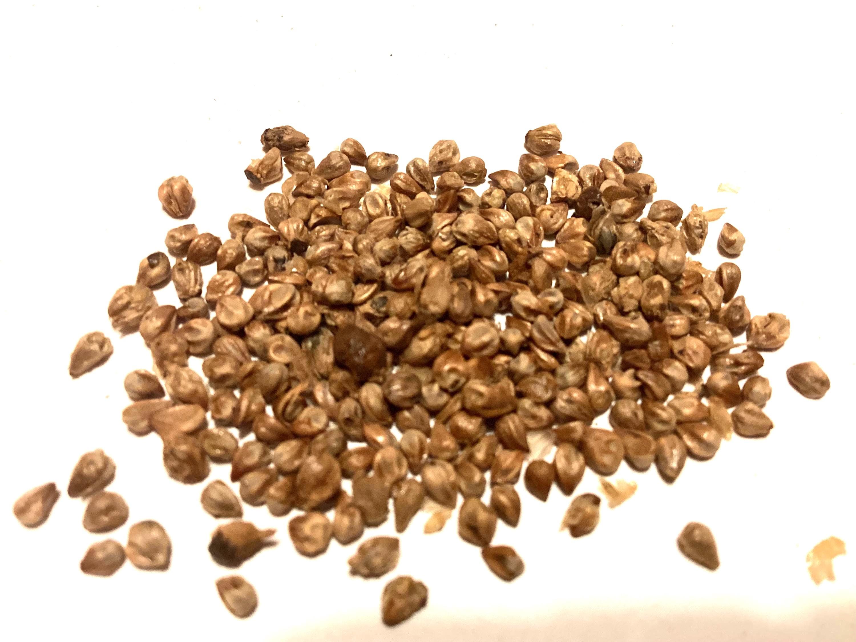 Southern Red Cedar Tree Seeds (JUNIPERUS VIRGINIANA SILICICOLA ...