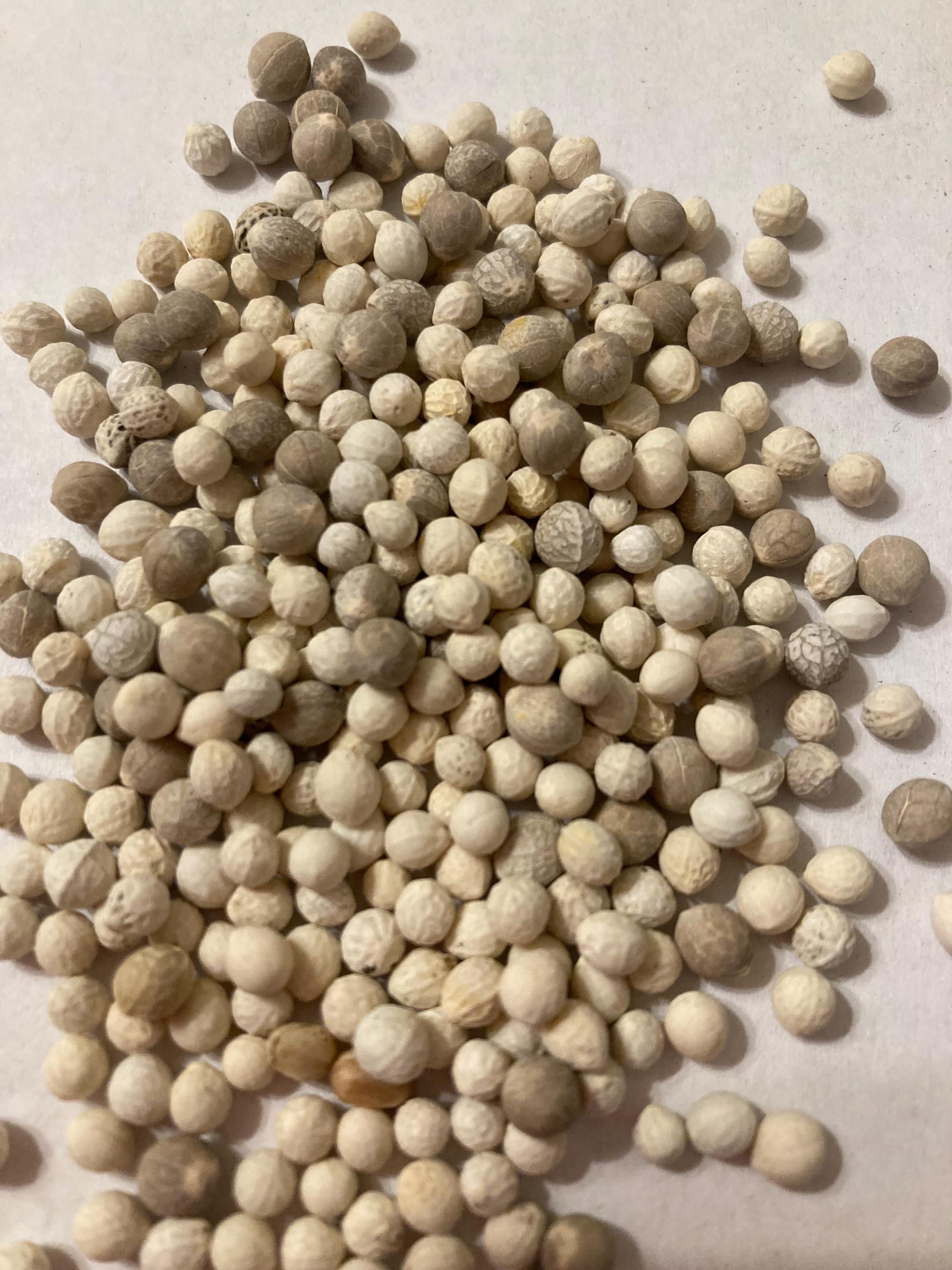 Sugar Hackberry Tree Seeds (CELTIS LAEVIGATA) (Sugarberry) (Southern ...