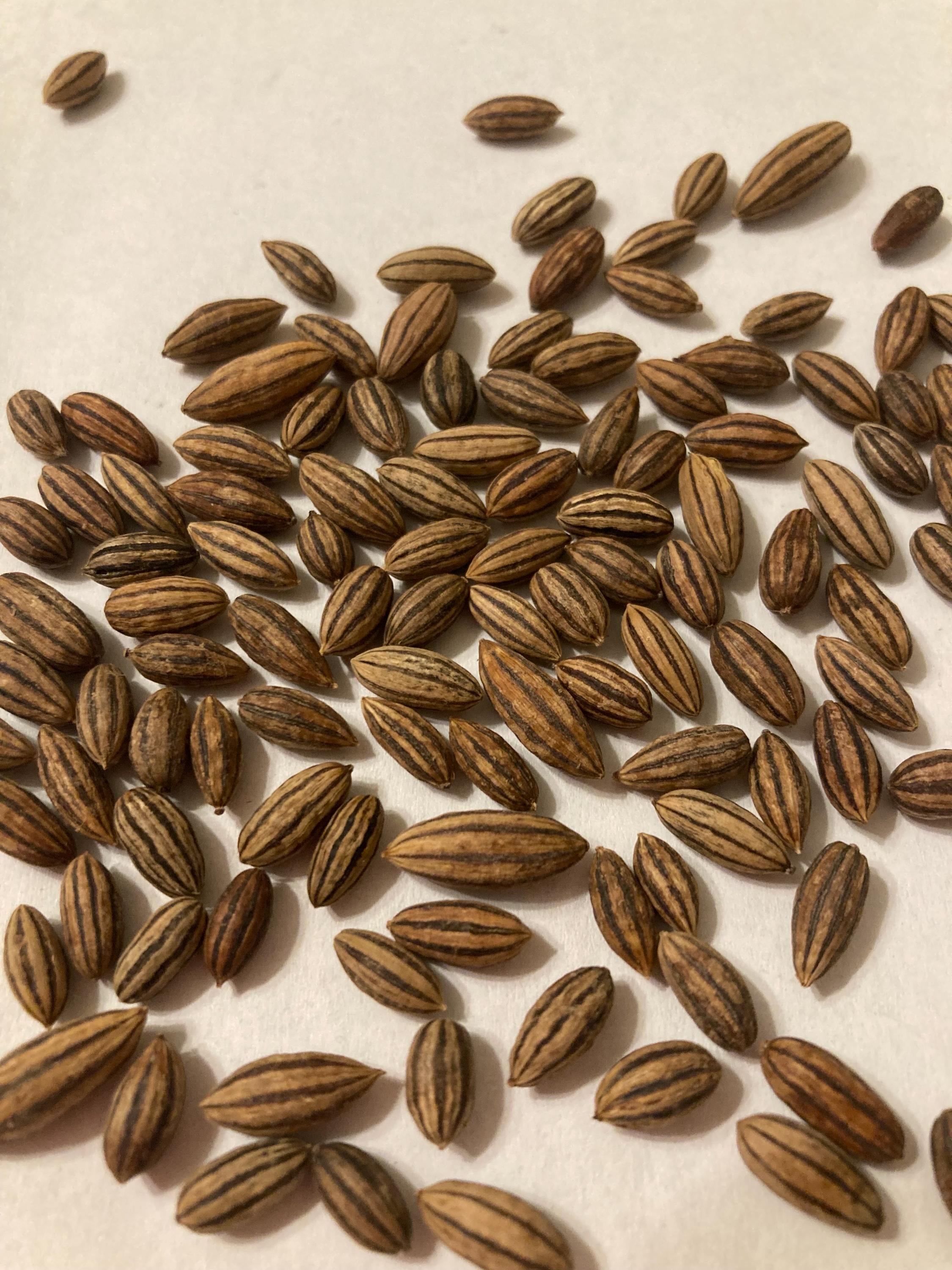 Silverberry Tree Seeds (ELAEAGNUS COMMUTATA) (Wolf Berry)(American ...