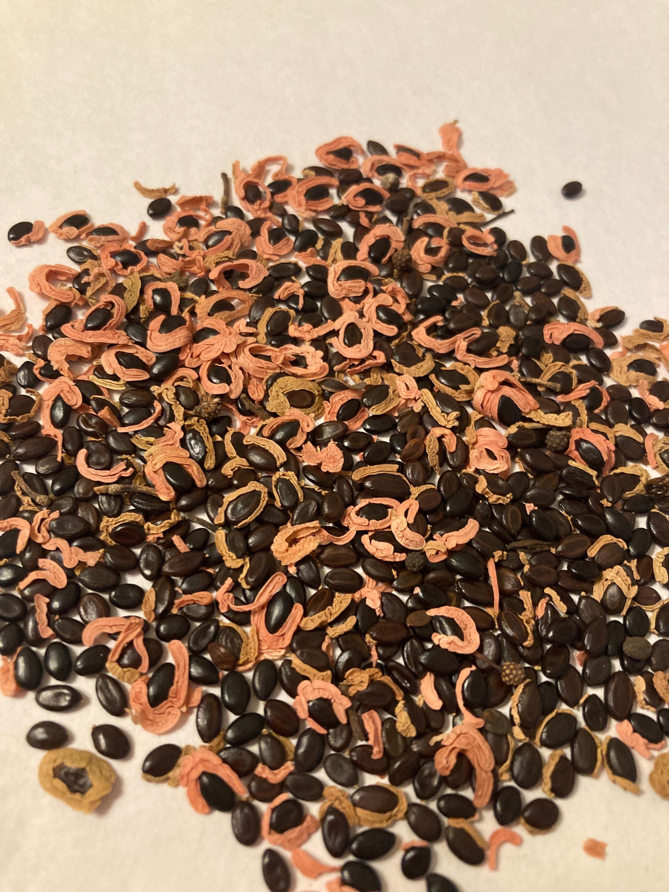 Black Acacia Tree Seeds (ACACIA MELANOXLON) (Blackwood Acacia, Sally ...
