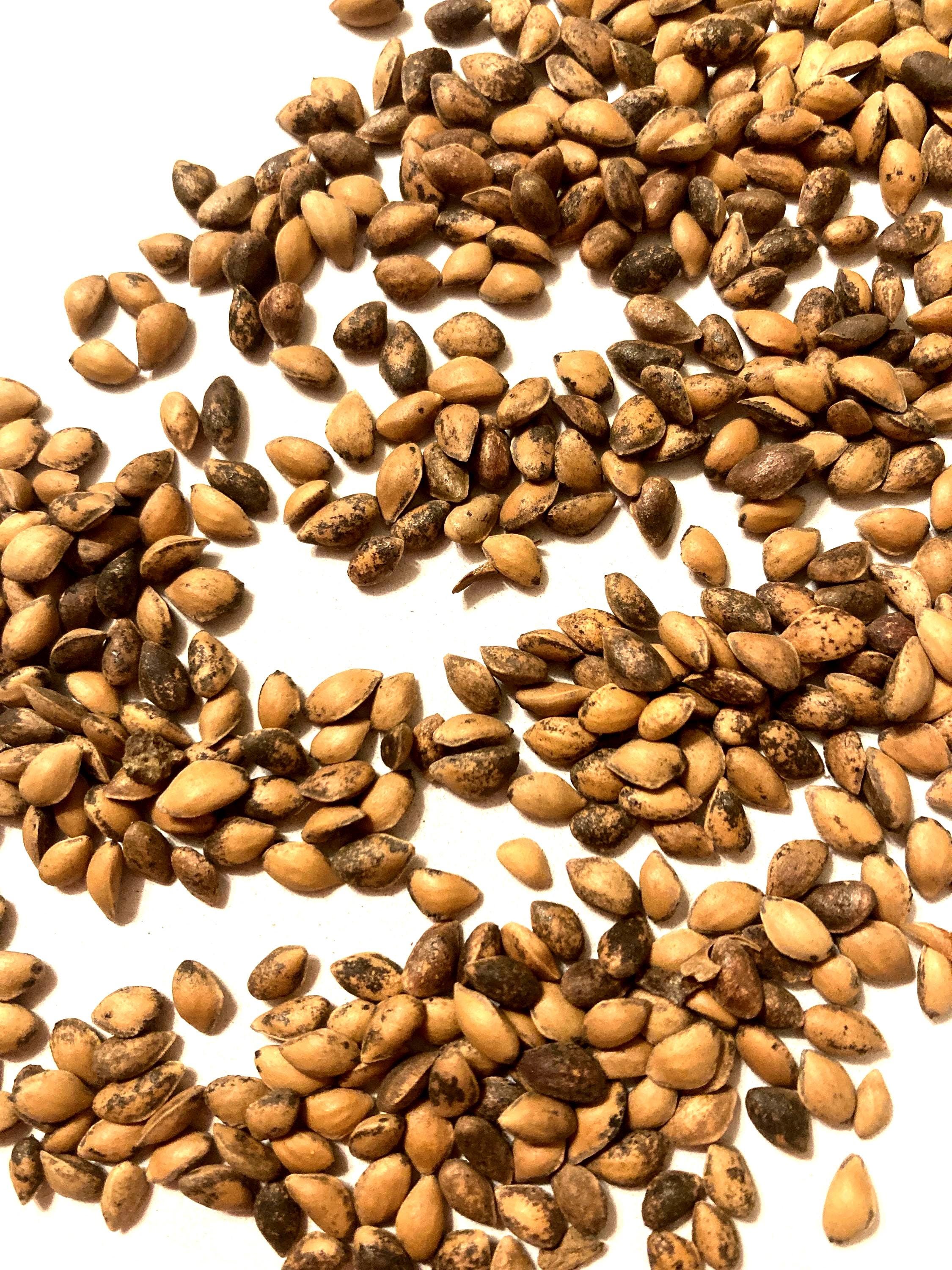 Khasi Pine Tree Seeds (Pinus Kesiya) (Three-Needled Pine)(Baguio Pine ...