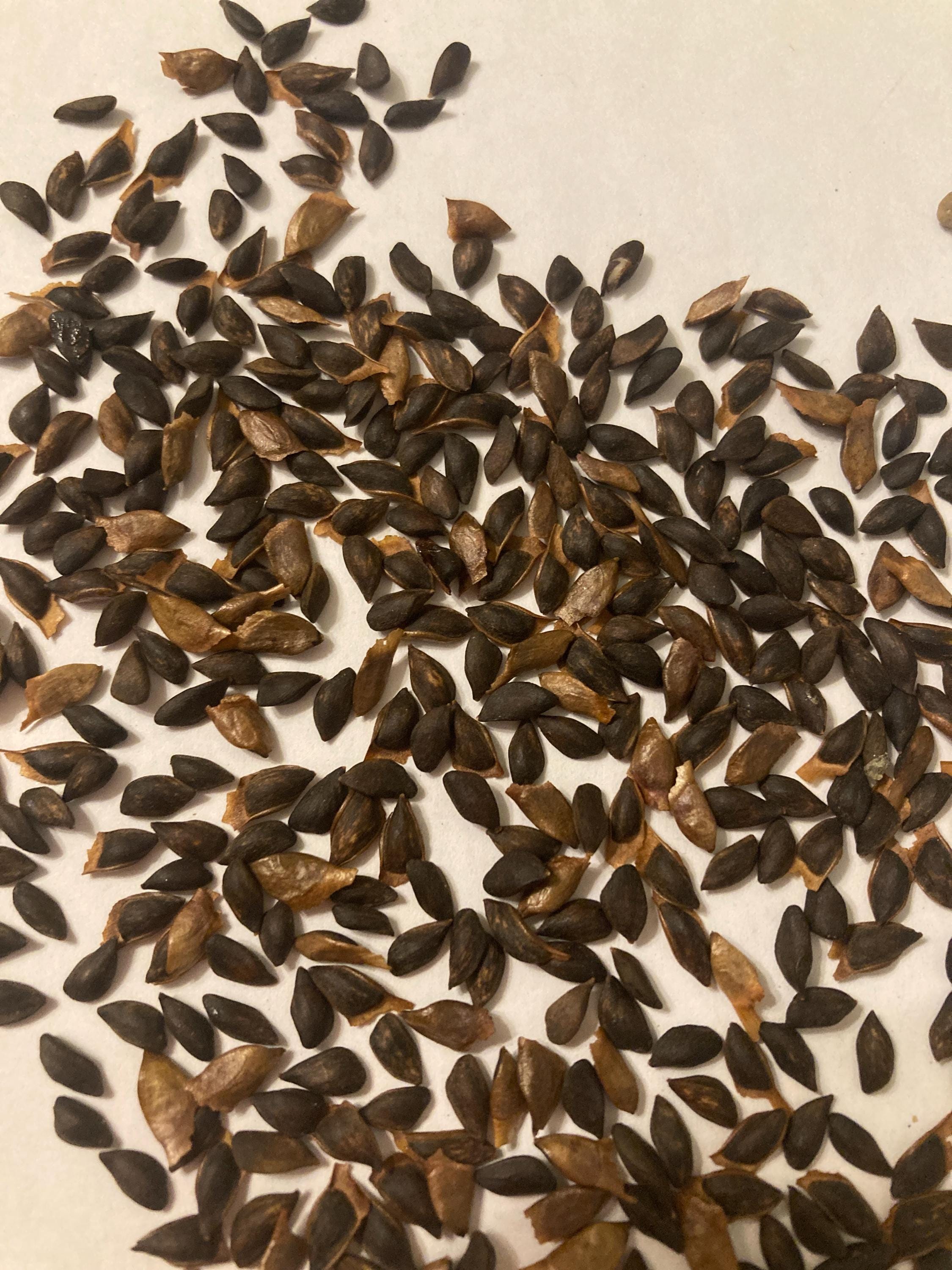 Himalayan Spruce Tree Seeds (Picea Morinda) | TreeSeedMan.Com TREE ...