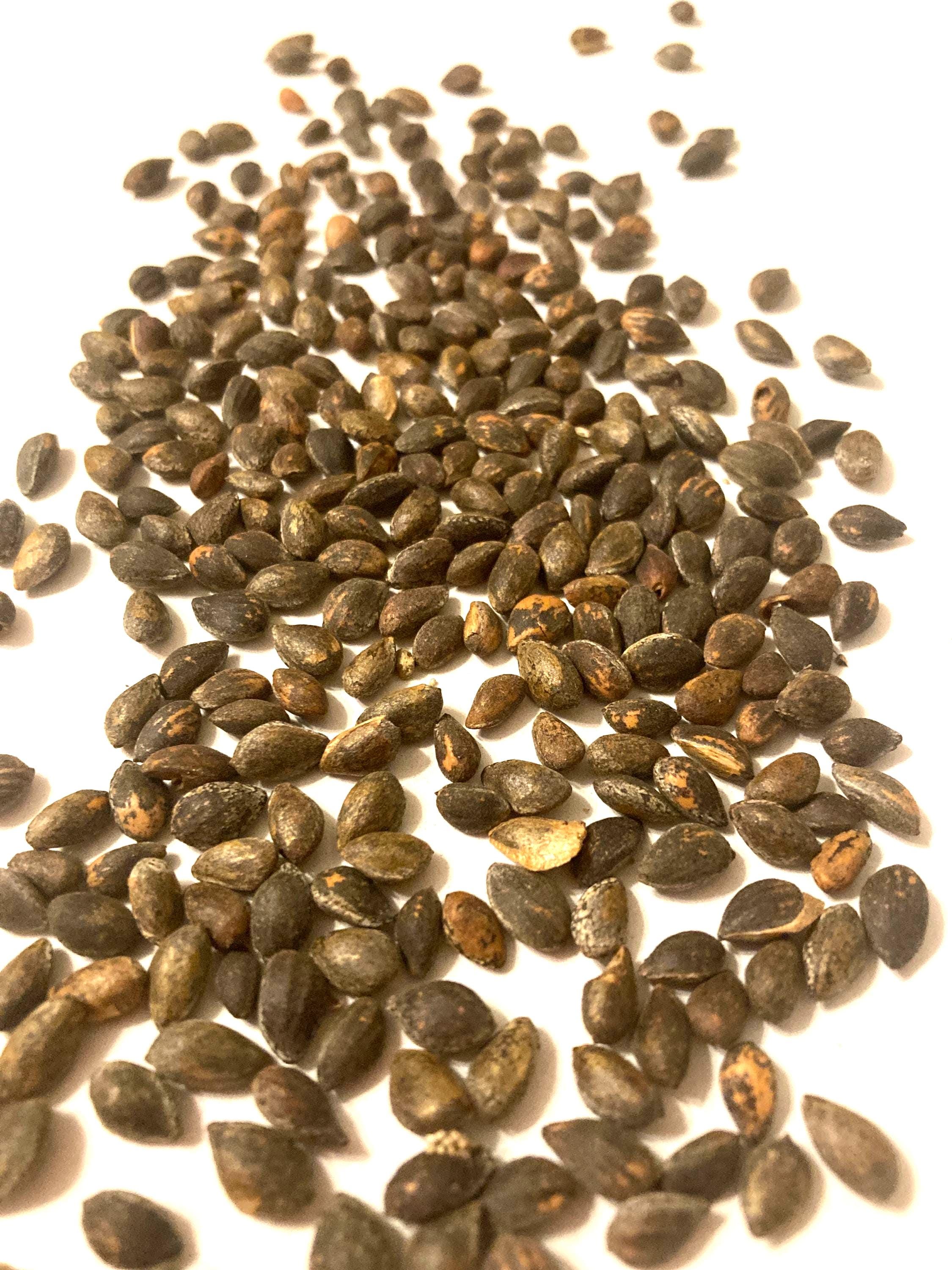 Mondell Pine Tree Seeds ( PINUS ELDARICA) (Afghan Pine)( Desert Pine ...