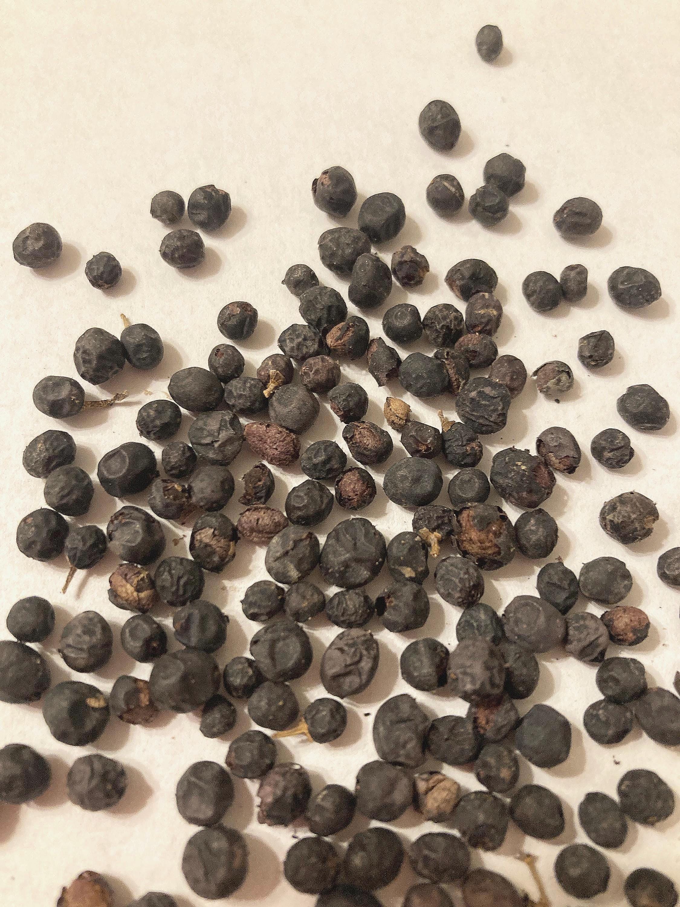Chinese Privet Tree Seeds (LIGUSTRUM SINENSE) | TreeSeedMan.Com TREE ...