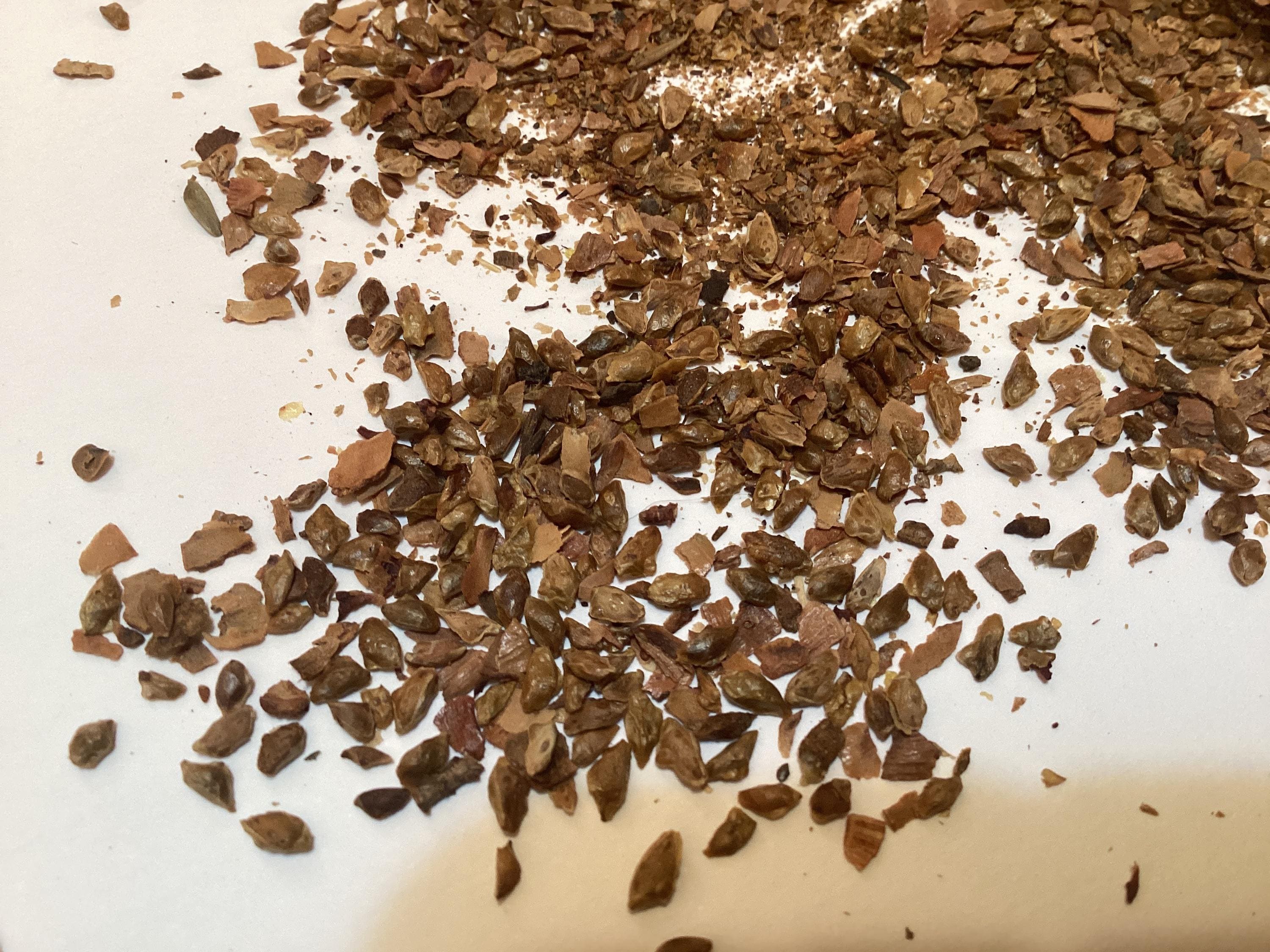 Chinese Hemlock Tree Seeds | TreeSeedMan.Com TREE, SHRUB & FLOWER SEEDS ...