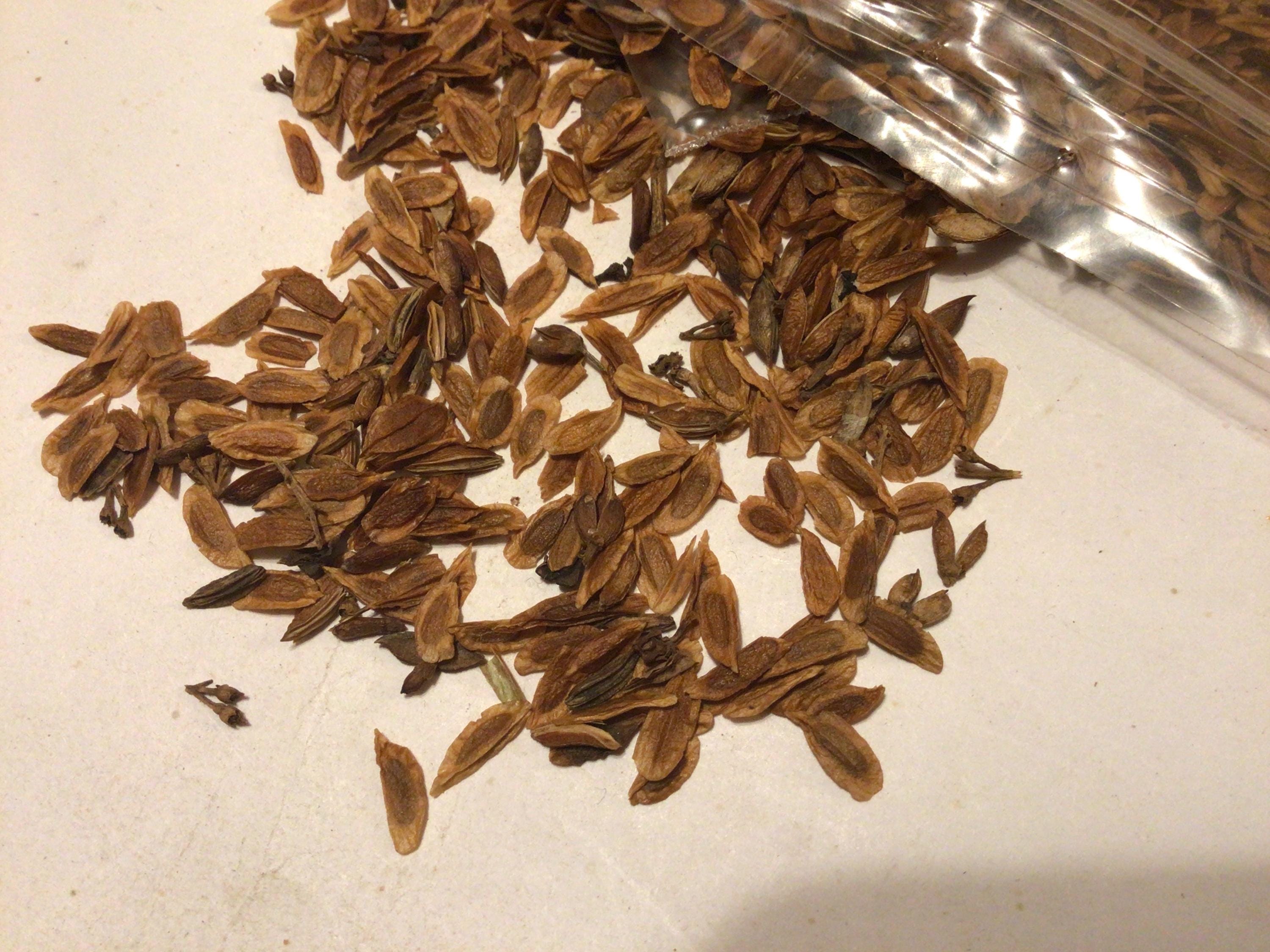 Lilac Tree Seeds (SYRINGA VULGARIS) | TreeSeedMan.Com TREE, SHRUB ...