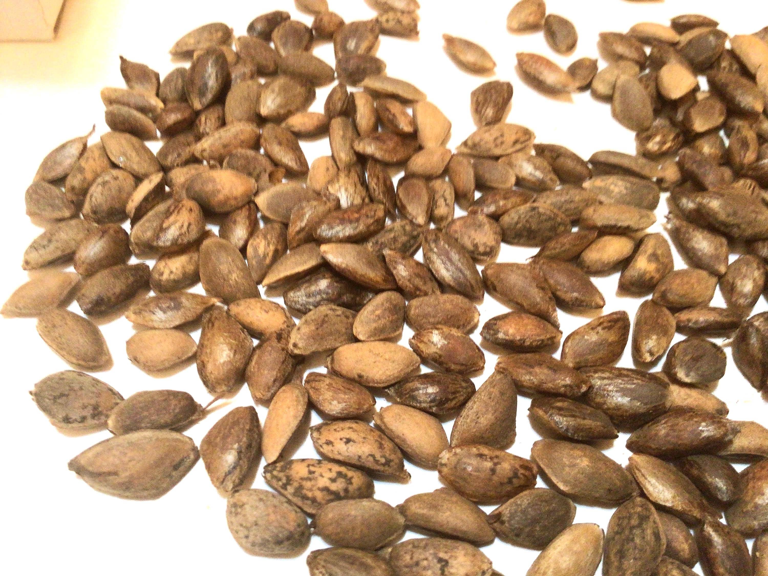 Chirr Pine Tree Seeds (PINUS ROXBURGHII) (Longleaf Indian Pine ...