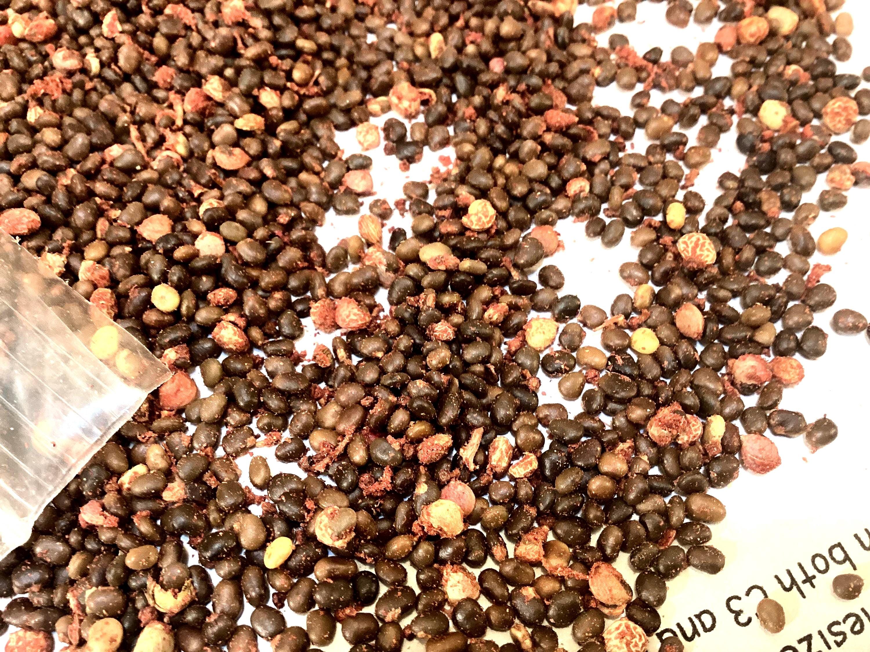 Smooth Sumac Shrub Seeds (RHUS GLABRA) | TreeSeedMan.Com TREE, SHRUB ...