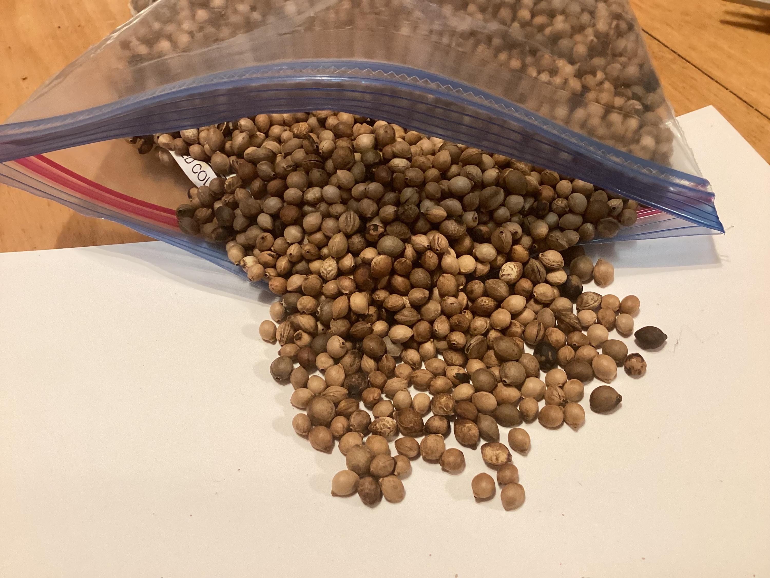 Black Cherry Tree Seeds (Prunus Serotina) (2023 crop) | TreeSeedMan.Com ...