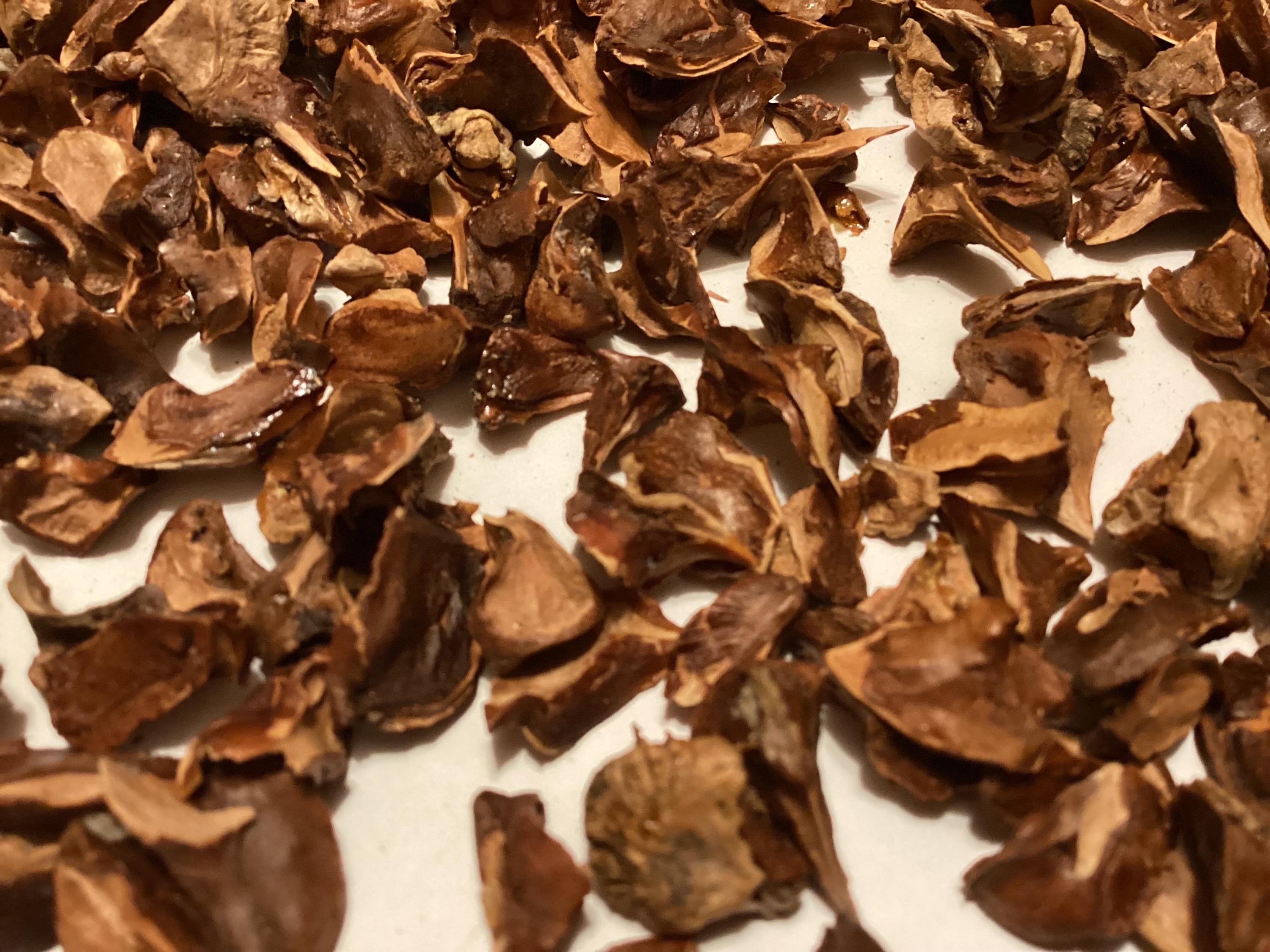 Bald Cypress Tree Seeds (TAXODIUM DISTICHUM) (Northern Supply ...