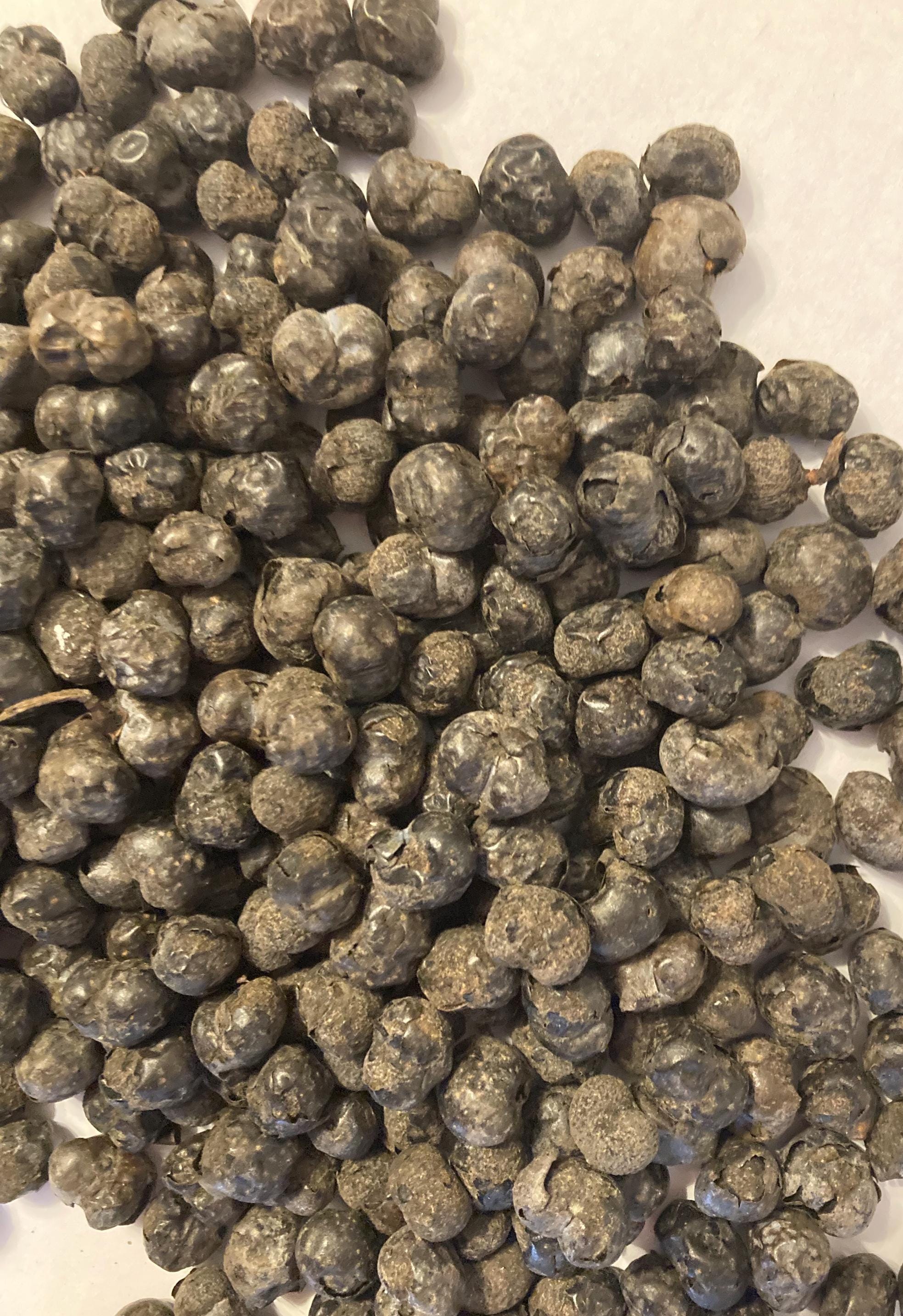 Wagner Windmill Palm Tree Seeds (TRACHYCARPUS WAGNERIANUS) (Dwarf ...