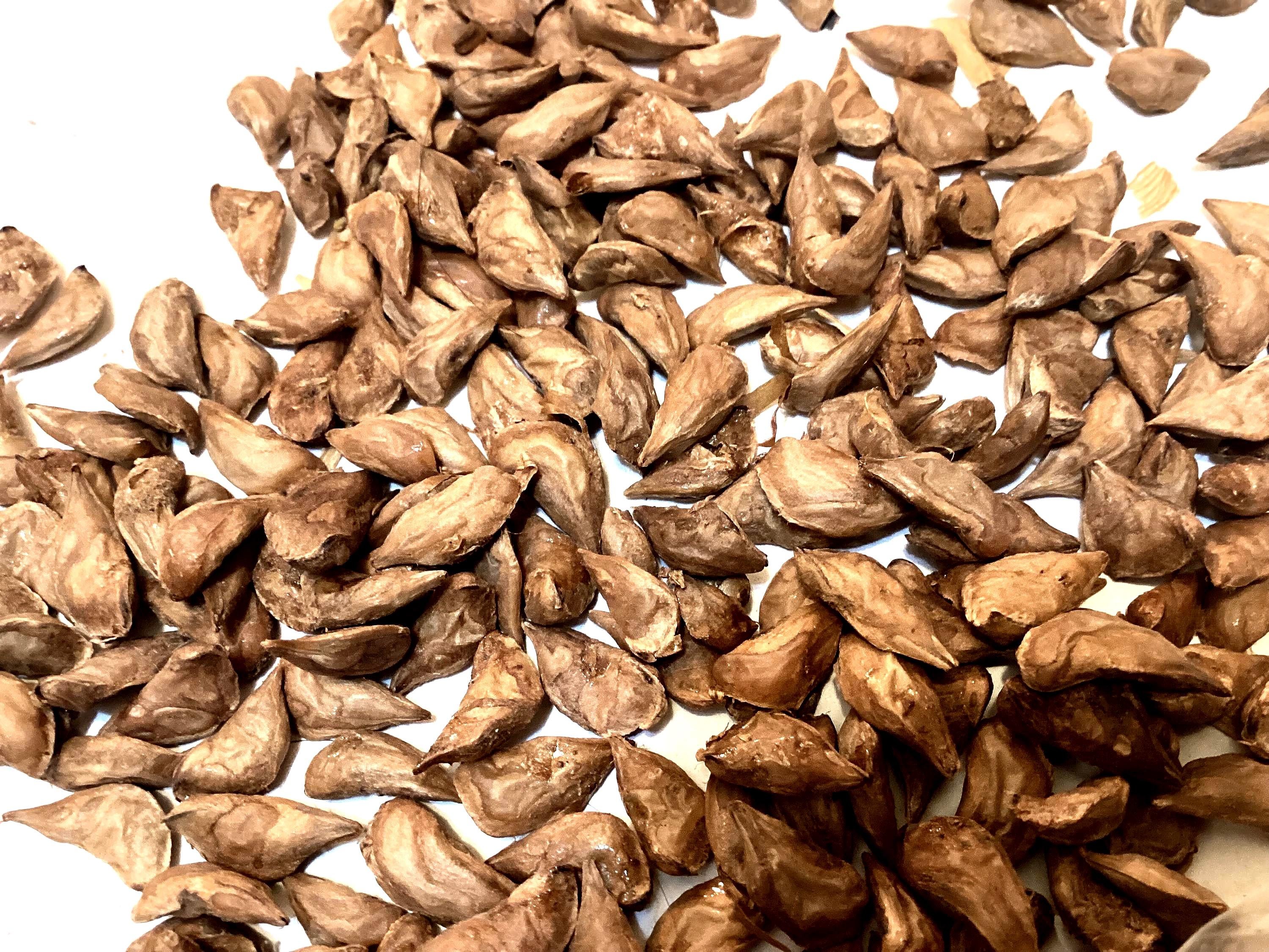 Lebanese Cedar Tree Seeds (CEDRUS LIBANI) | TreeSeedMan.Com TREE, SHRUB ...