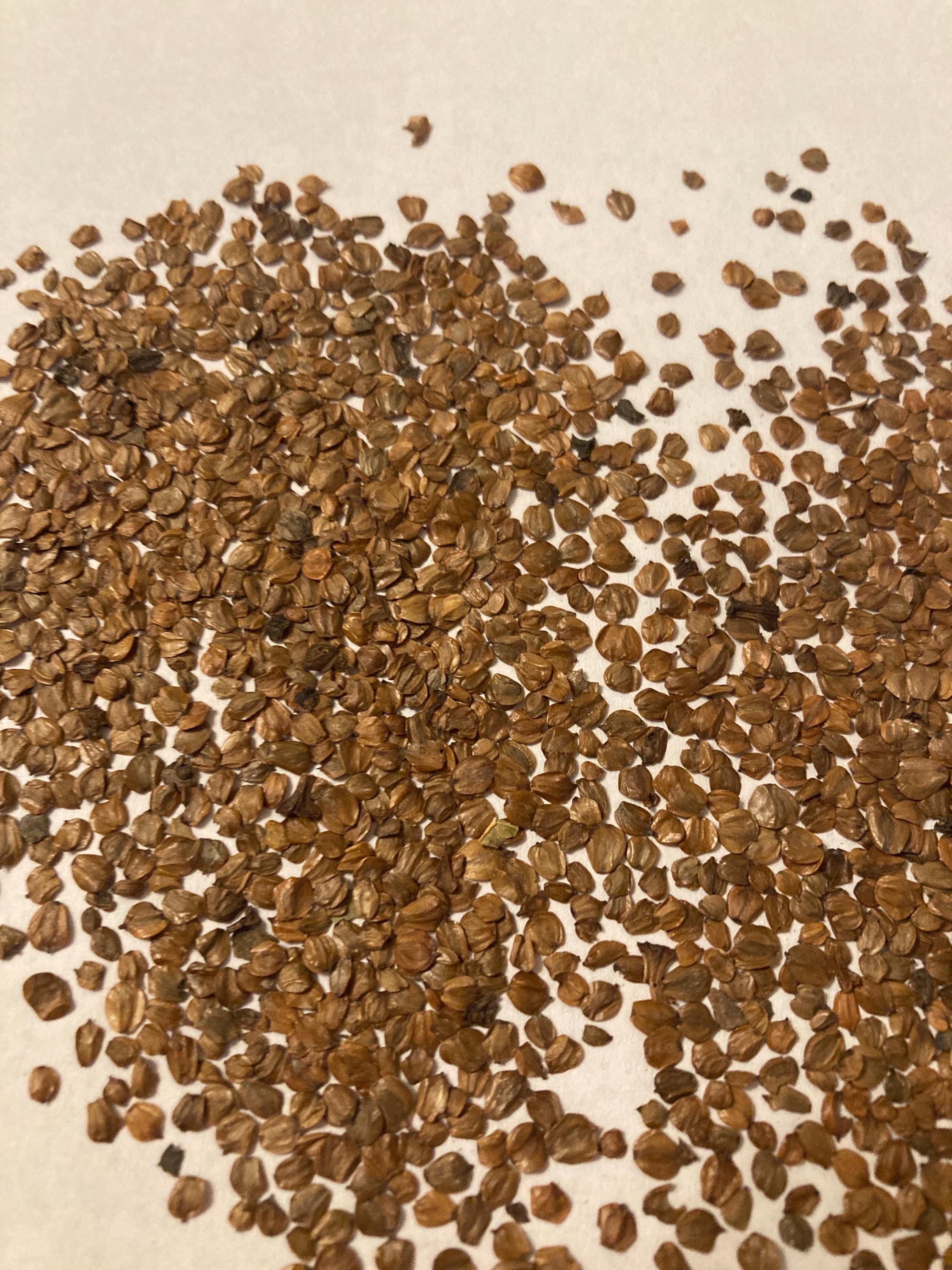 West Himalayan Alder Tree Seeds (ALNUS NITIDA) | TreeSeedMan.Com TREE ...