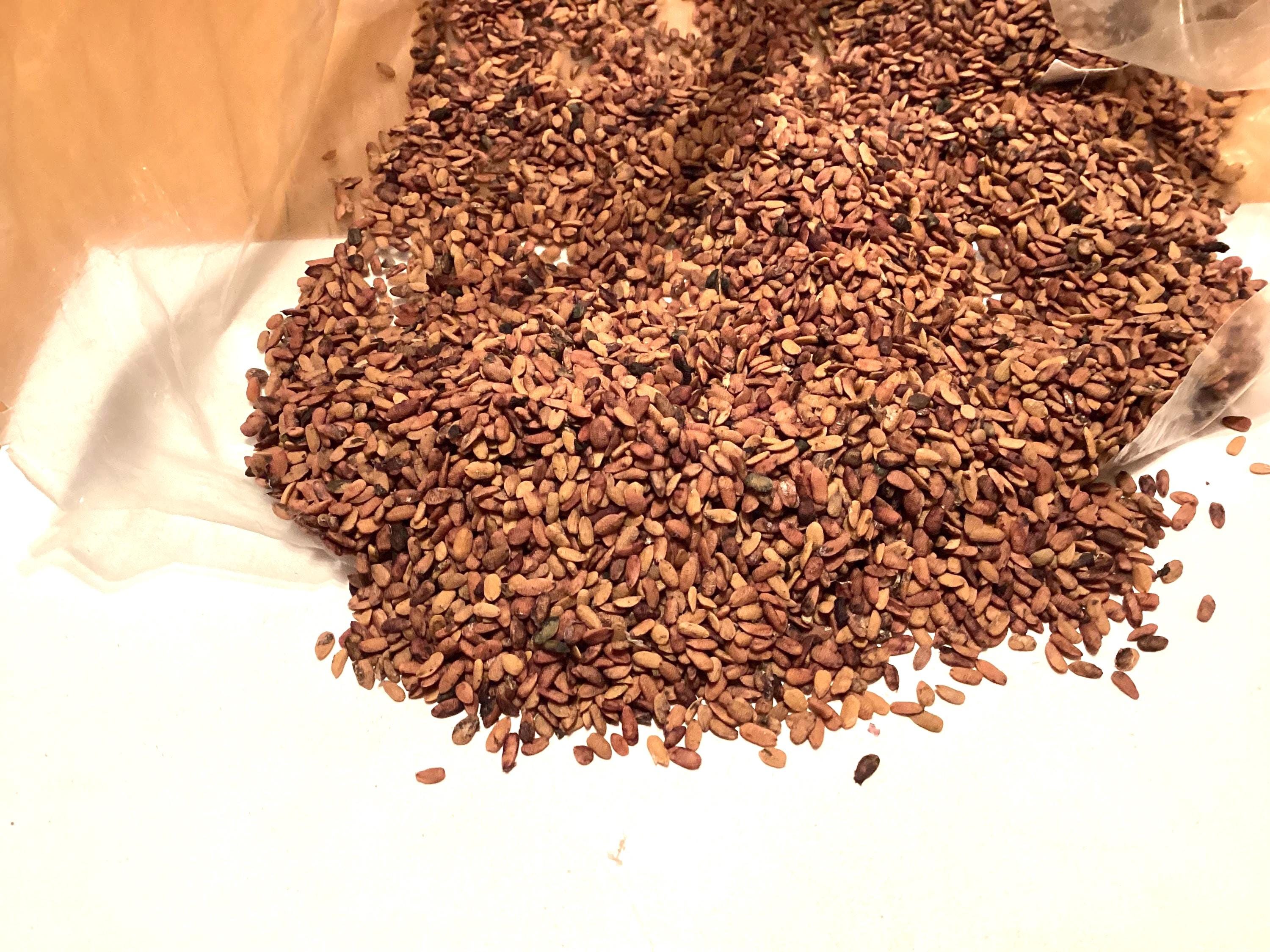 Black Elderberry Tree Seeds (SAMBUCUS NIGRA) (Common Elderberry ...