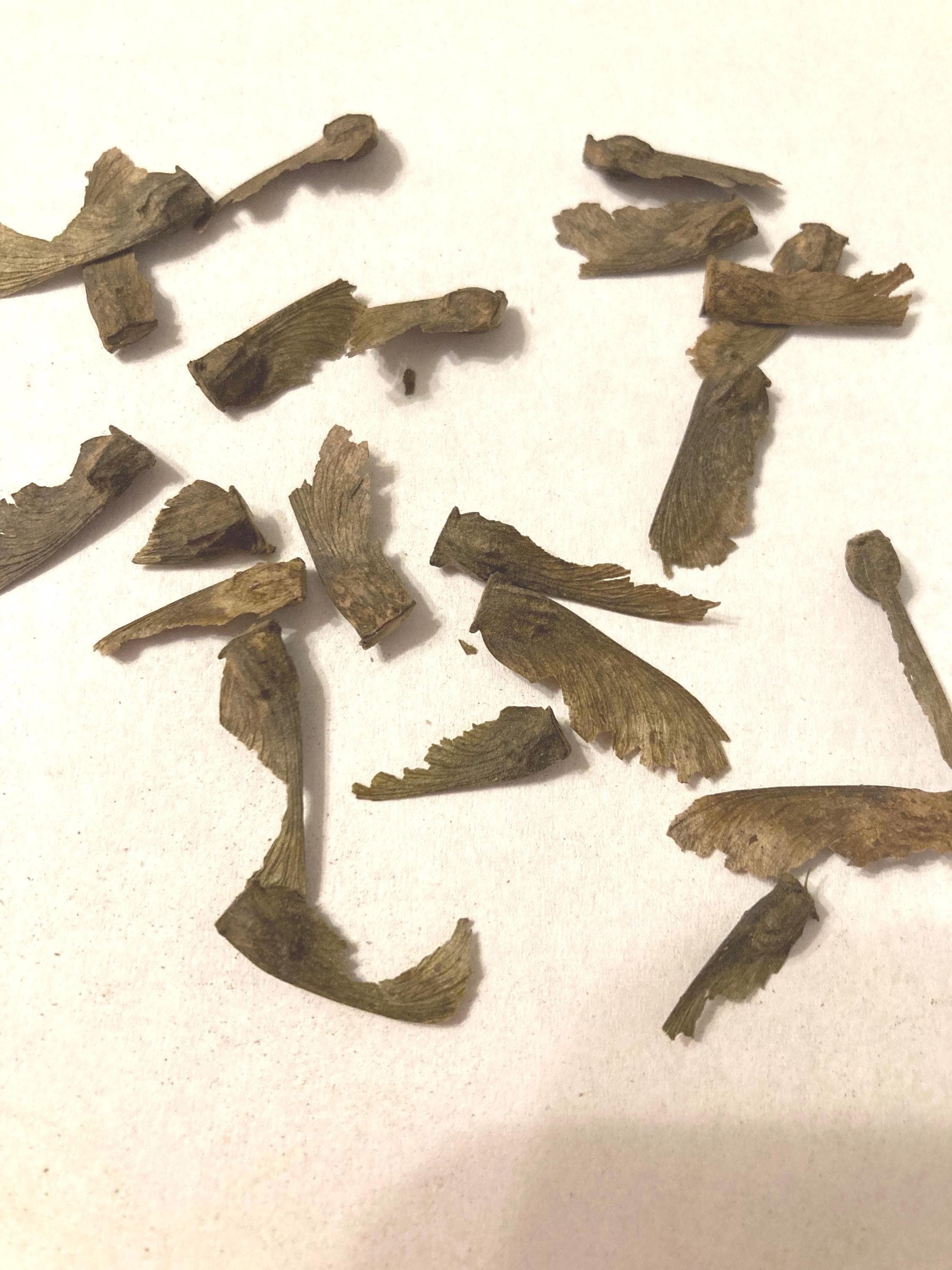 Sode no uchi Siebold Maple Tree Seeds (ACER SIEBOLDIANUM 'Sode-No-Uchi ...