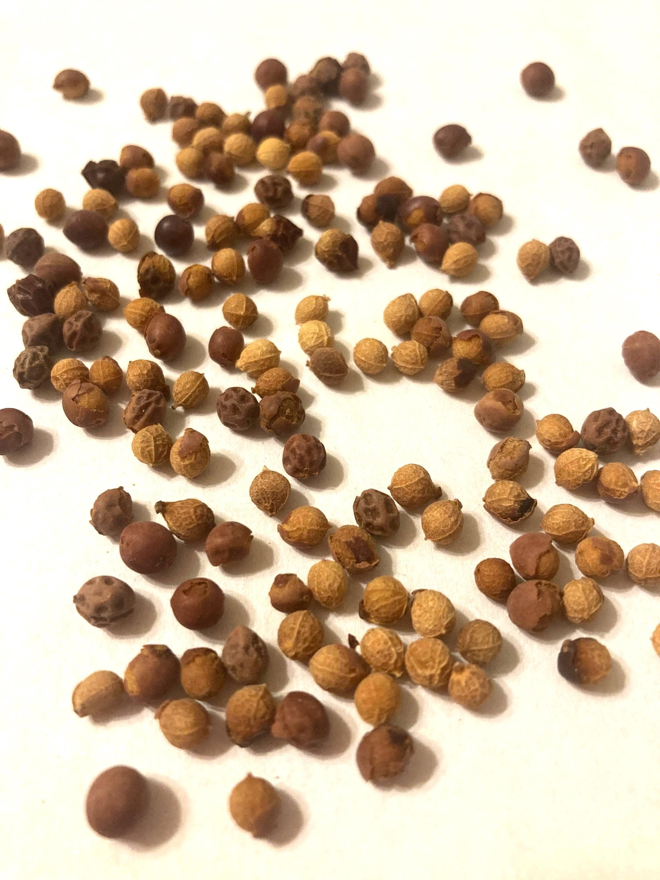 Smooth Hackberry Tree Seeds (CELTIS PLANCHONIANA) | TreeSeedMan.Com ...