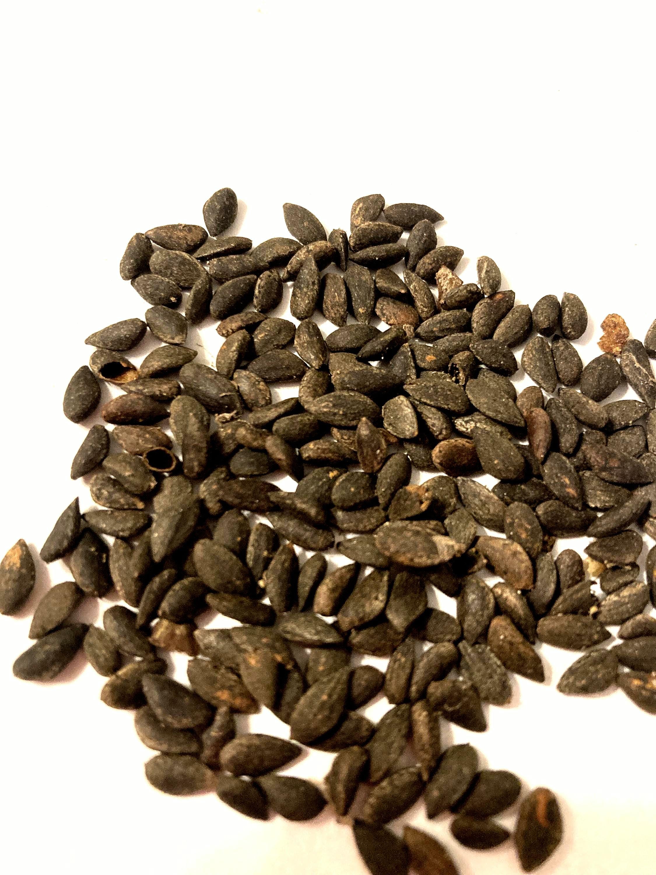 Aleppo Pine Tree Seeds (PINUS HALEPENSIS) (Jerusalem Pine ...