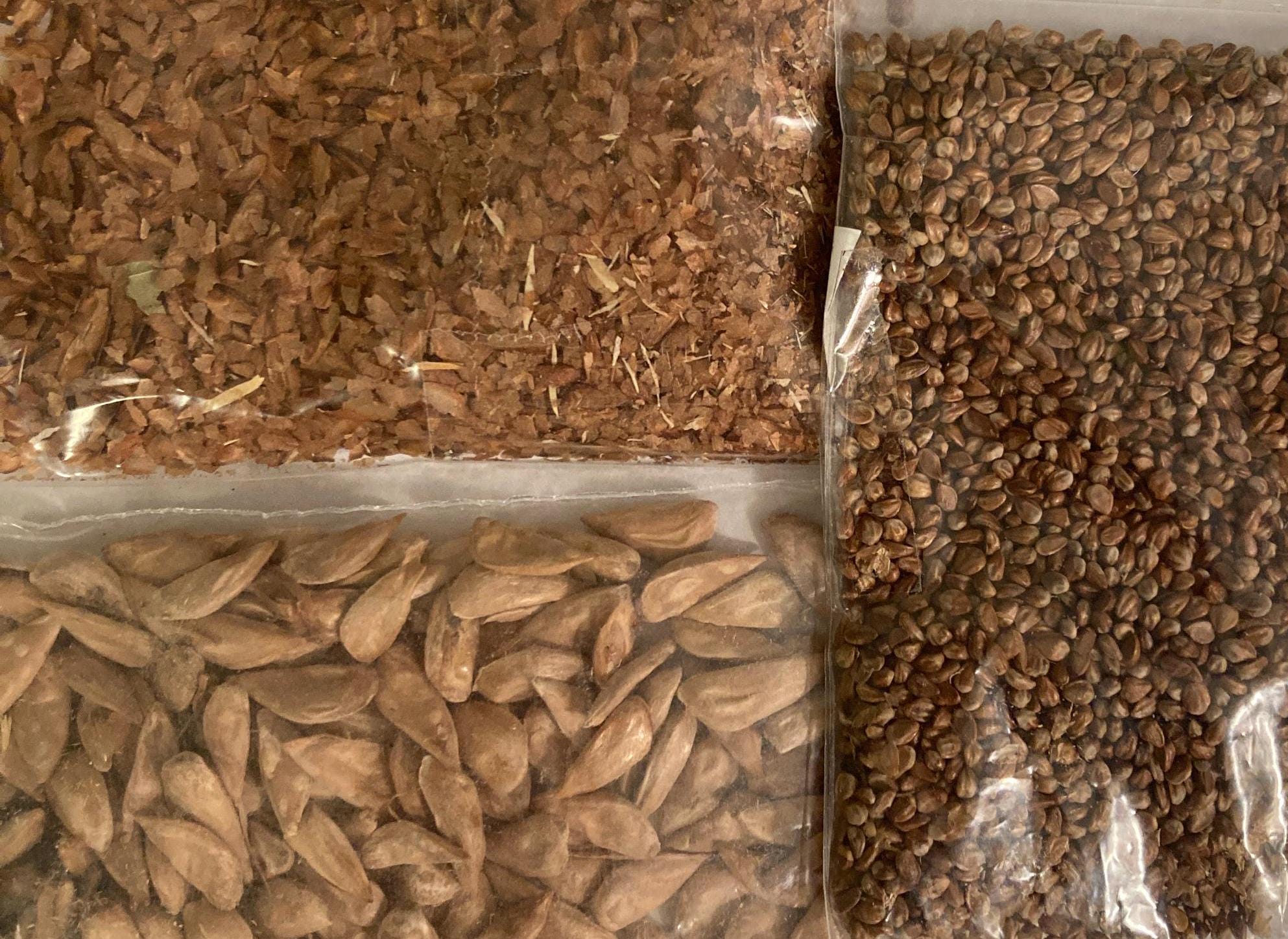 3 types of CEDAR Tree Seeds (per order randomly chosen) | TreeSeedMan ...