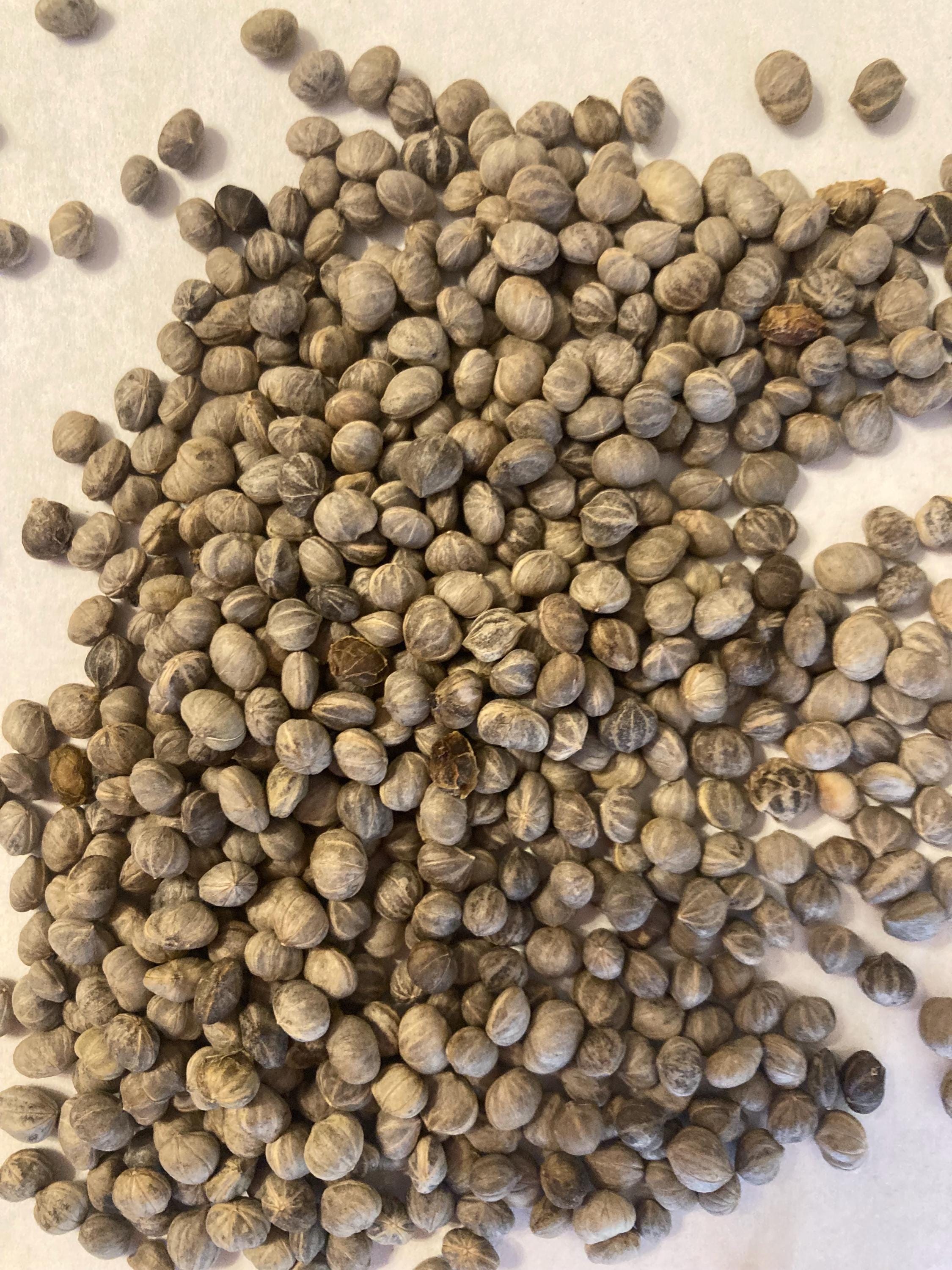 Tatarian Dogwood Tree Seeds (CORNUS ALBA SIBIRICA) | TreeSeedMan.Com ...