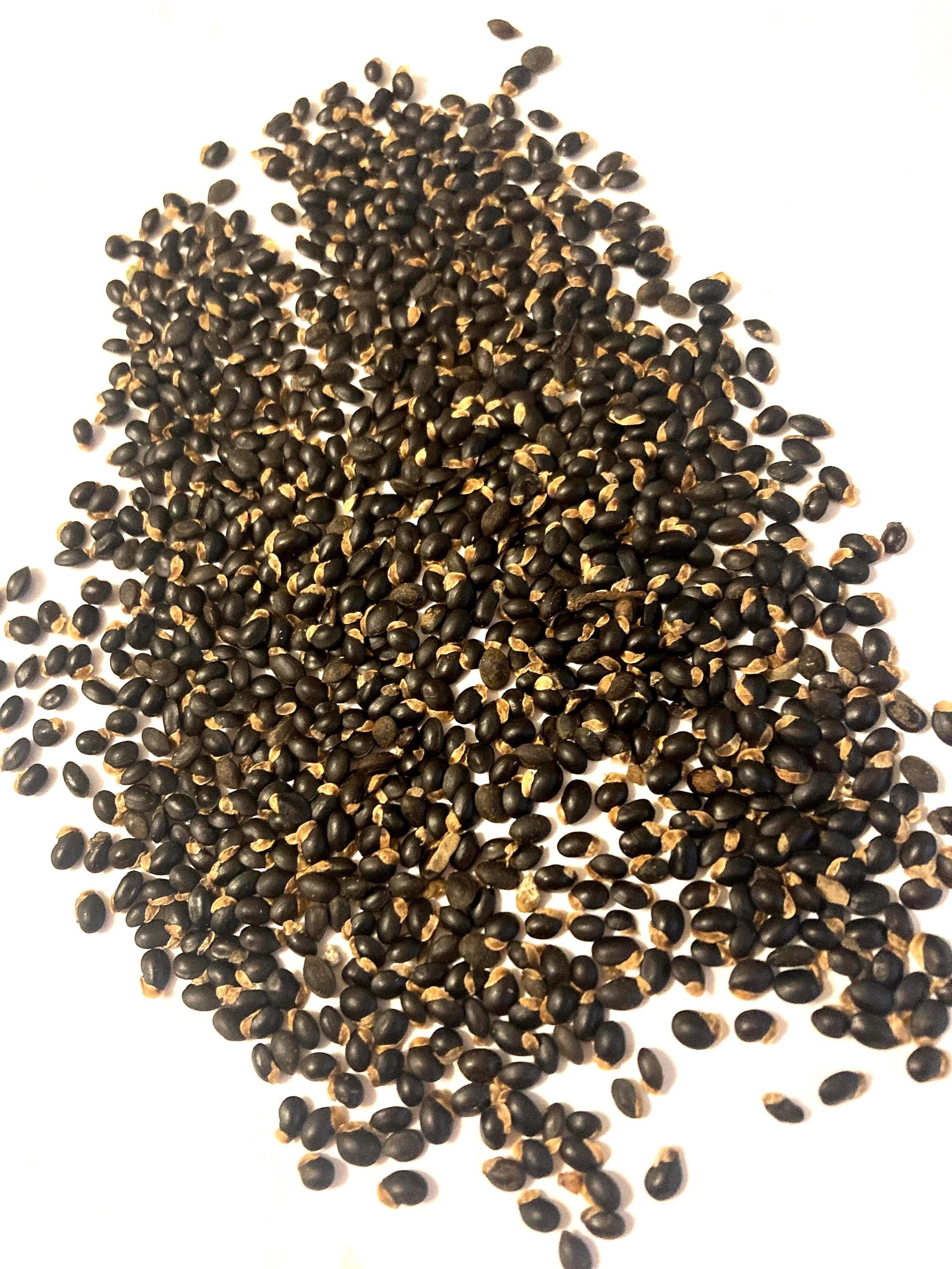 Sidney Black Wattle Tree Seeds (ACACIA DECURRENS) (Early Green Wattle ...