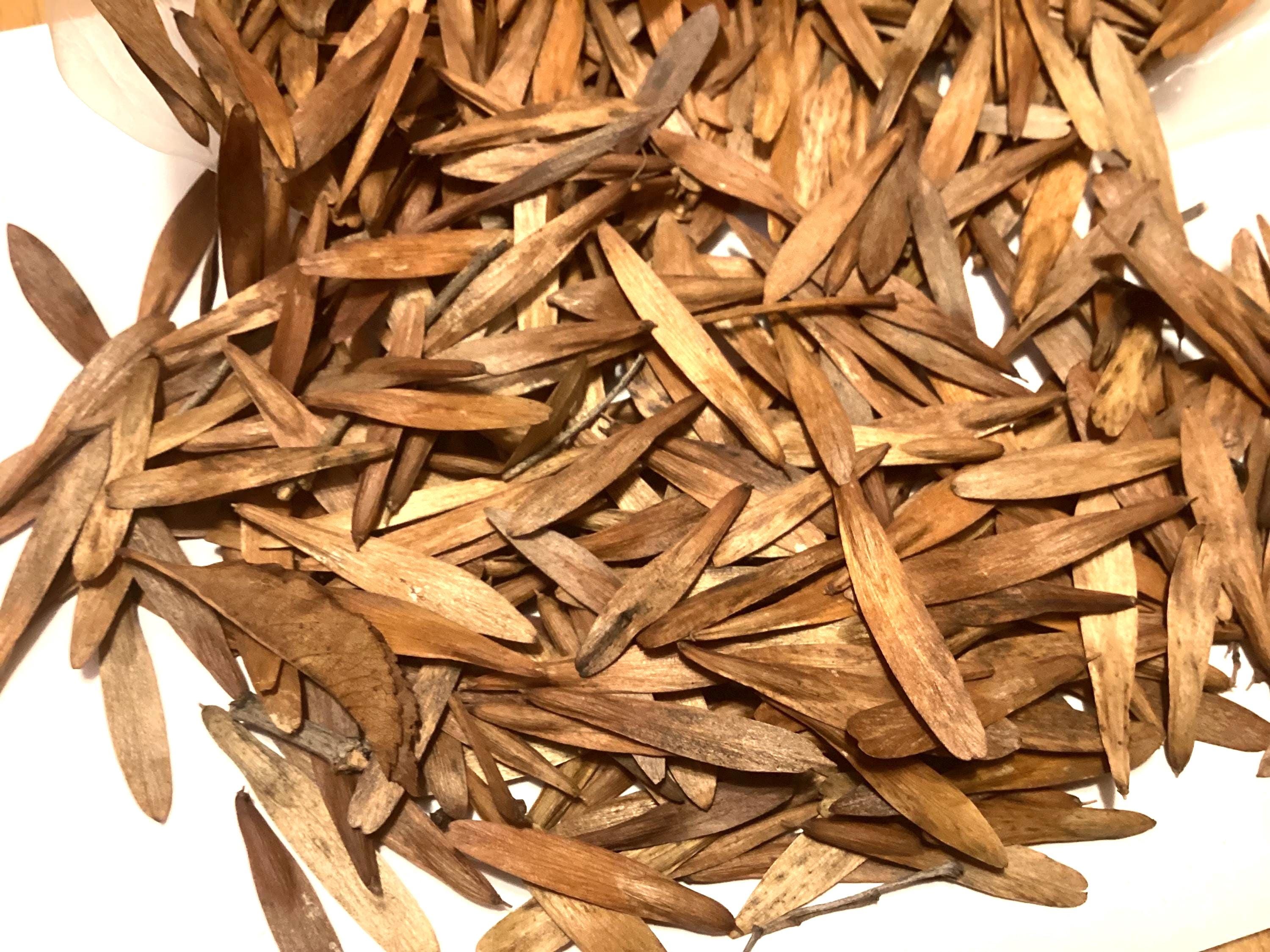 South European Ash Tree Seeds (FRAXINUS ORNUS) (Flowering Ash ...
