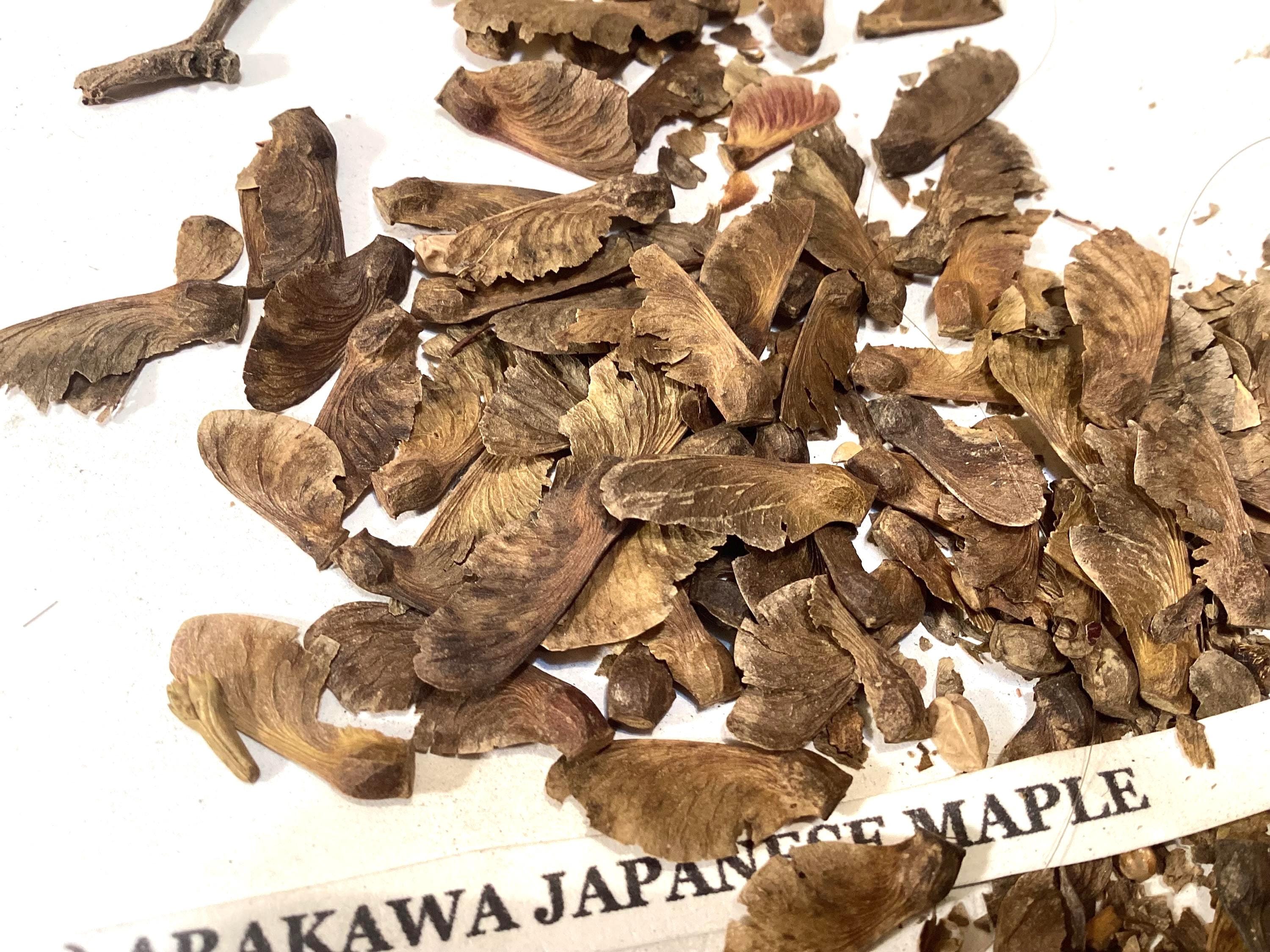 Arakawa Japanese Maple Tree Seeds (Rough Bark Maple) | TreeSeedMan.Com ...