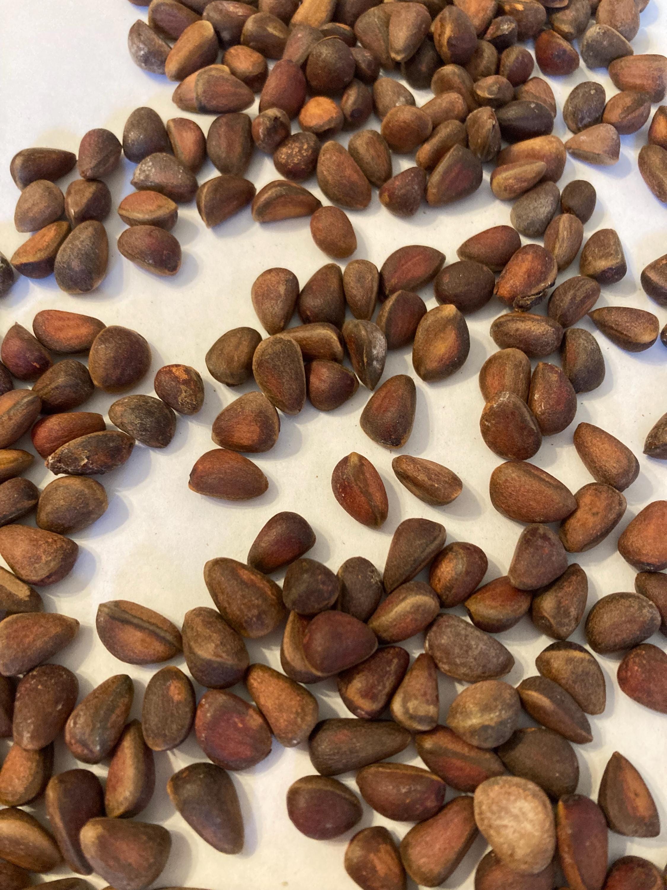 Arolla Pine Tree Seeds (PINUS CEMBRA)(Russian Cedar) (Swiss Stone Pine ...