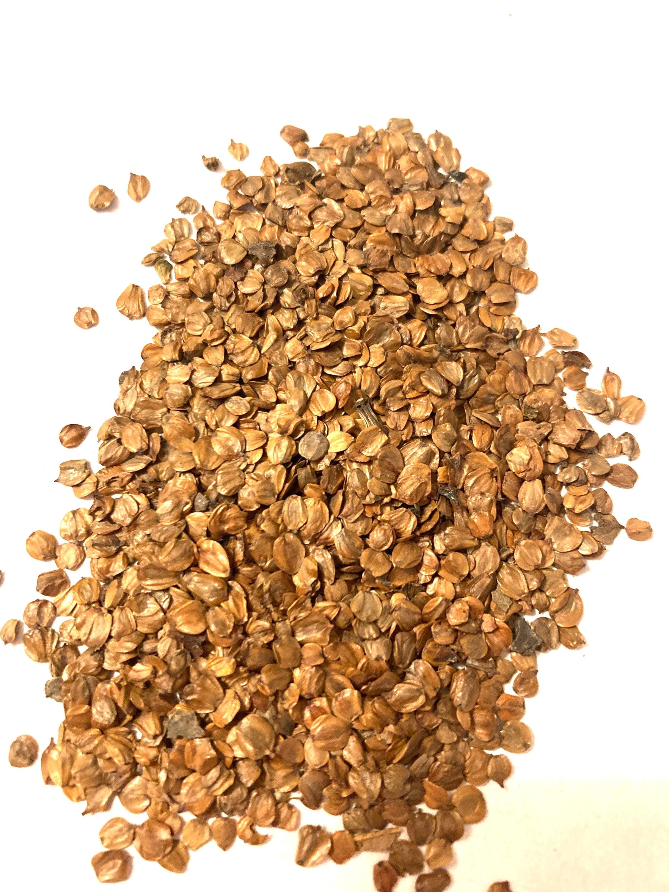 Himalayan Alder Tree Seeds (ALNUS NITIDA) | TreeSeedMan.Com TREE, SHRUB ...