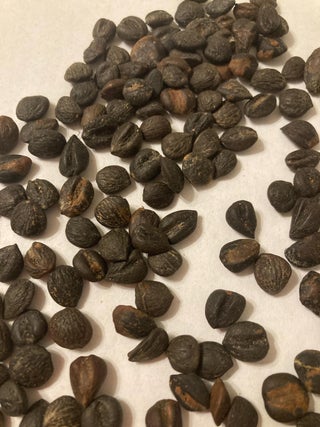 TREE, SHRUB, VINE & FLOWER SEEDS FOR SALE | TreeSeedMan.Com TREE, SHRUB ...