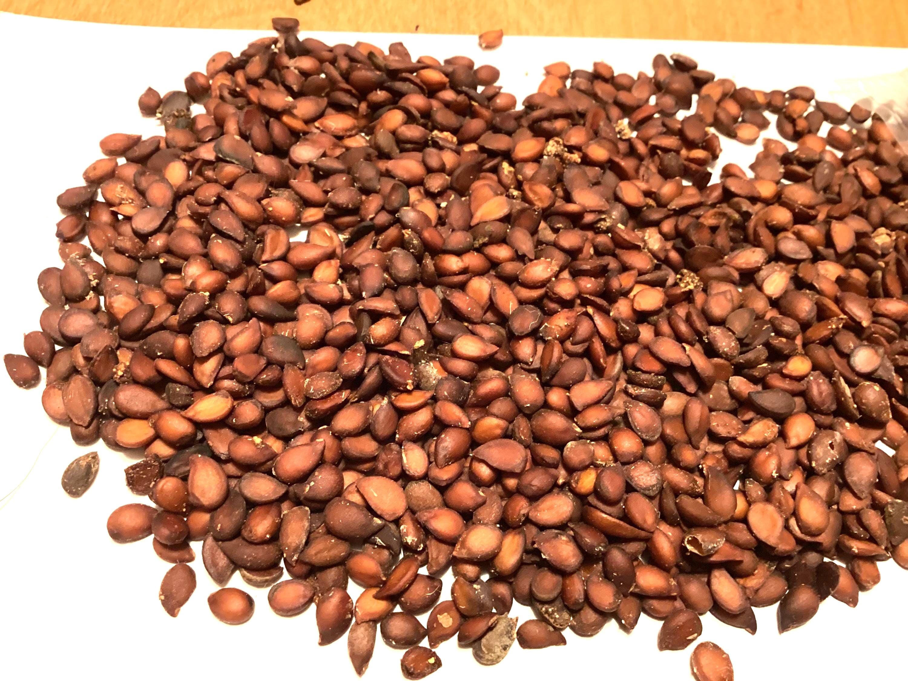 Domestic Pear Tree Seeds (PYRUS COMMUNIS) | TreeSeedMan.Com TREE, SHRUB ...