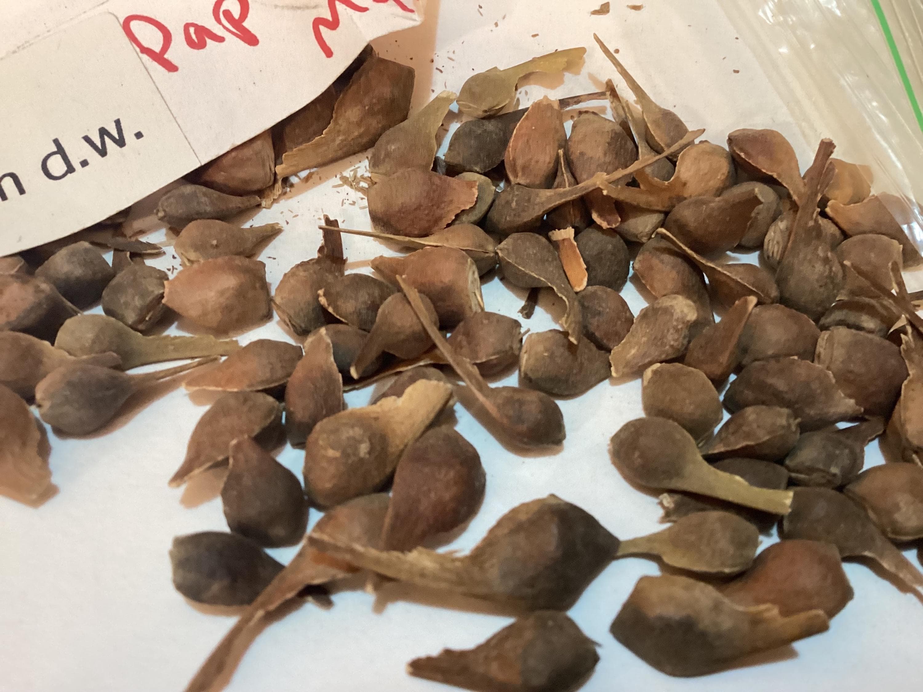 Paperbark Maple Tree Seeds (ACER GRISEUM) ((Bloodbark Maple ...