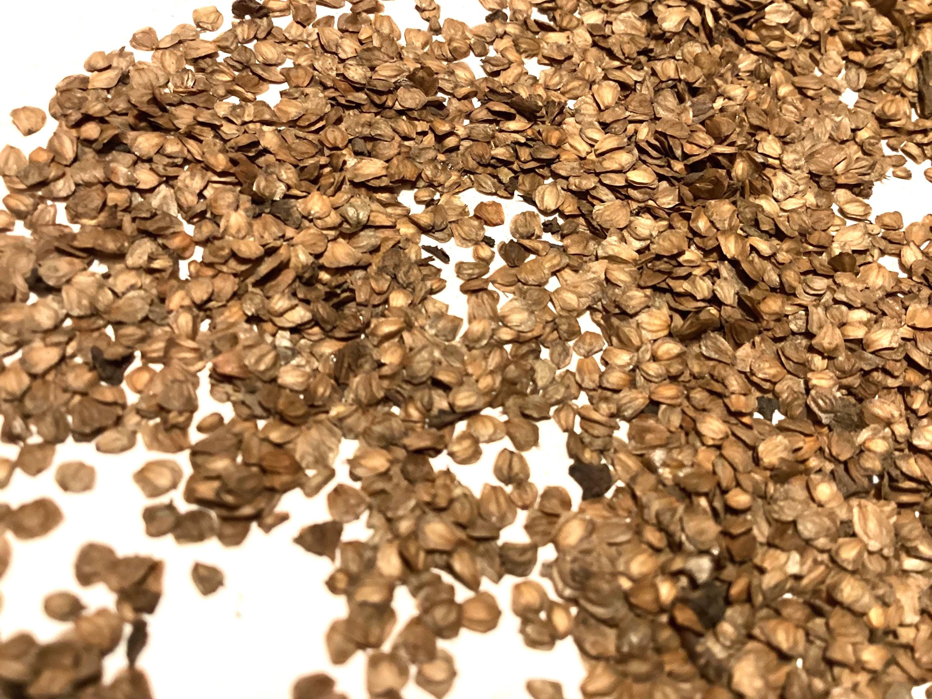 Red Alder Tree Seeds (ALNUS RUBRA) | TreeSeedMan.Com TREE, SHRUB ...