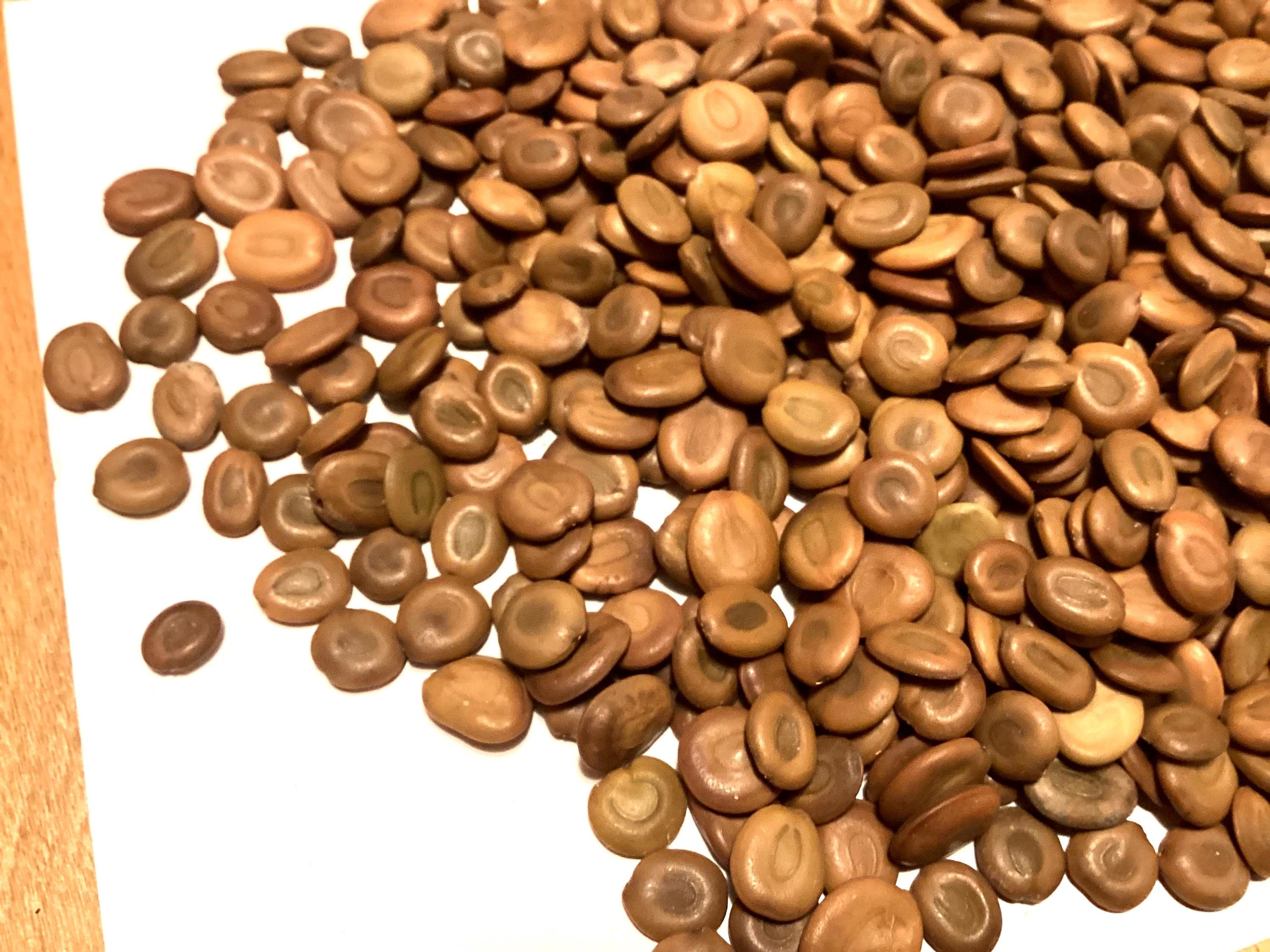 Koko Tree Seeds (Albizia Lebbeck) (Siris Tree) (Mother-In-Law's Tongue ...