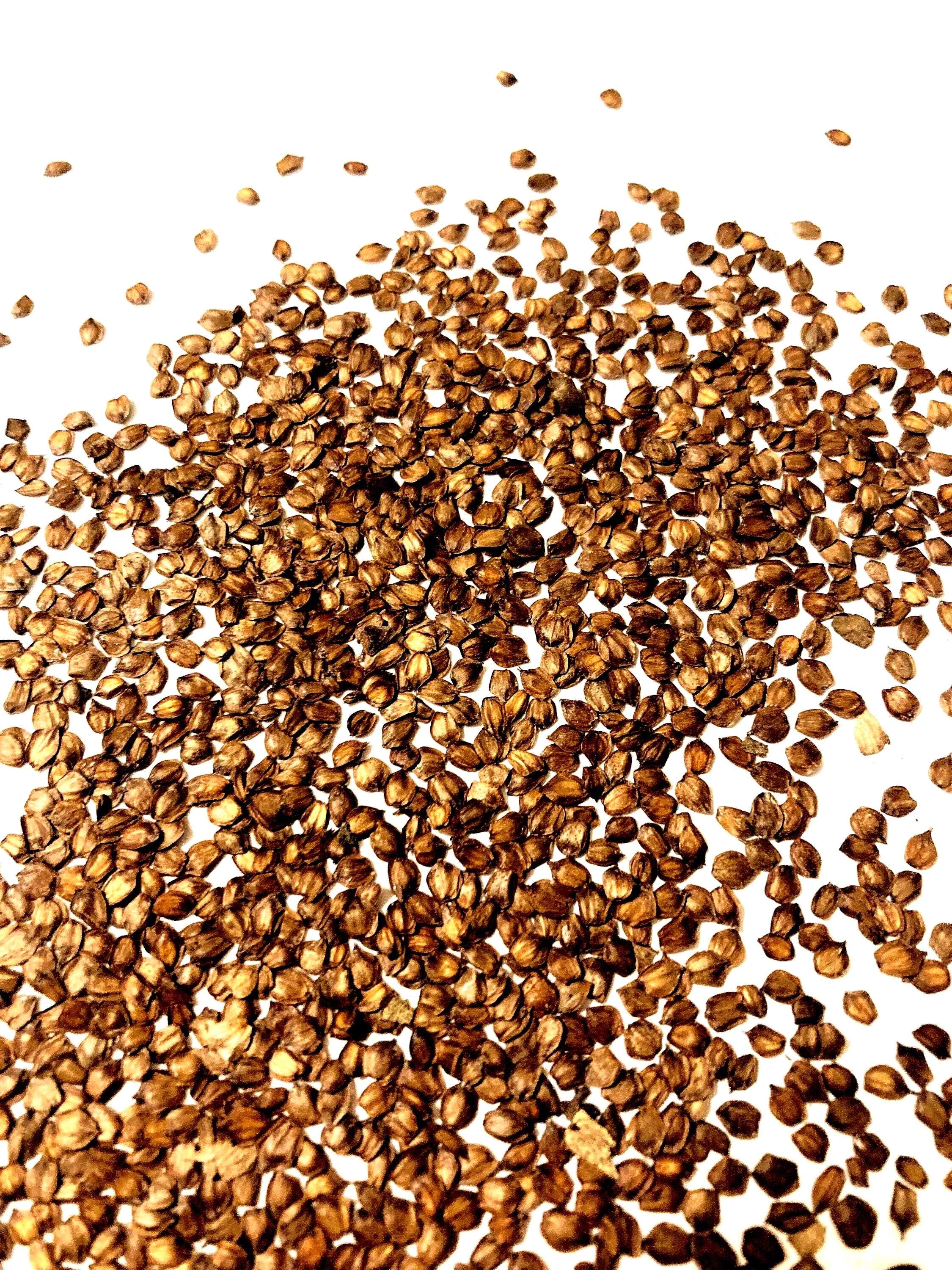 Japanese Alder Tree Seeds (ALNUS JAPONICA) | TreeSeedMan.Com TREE ...
