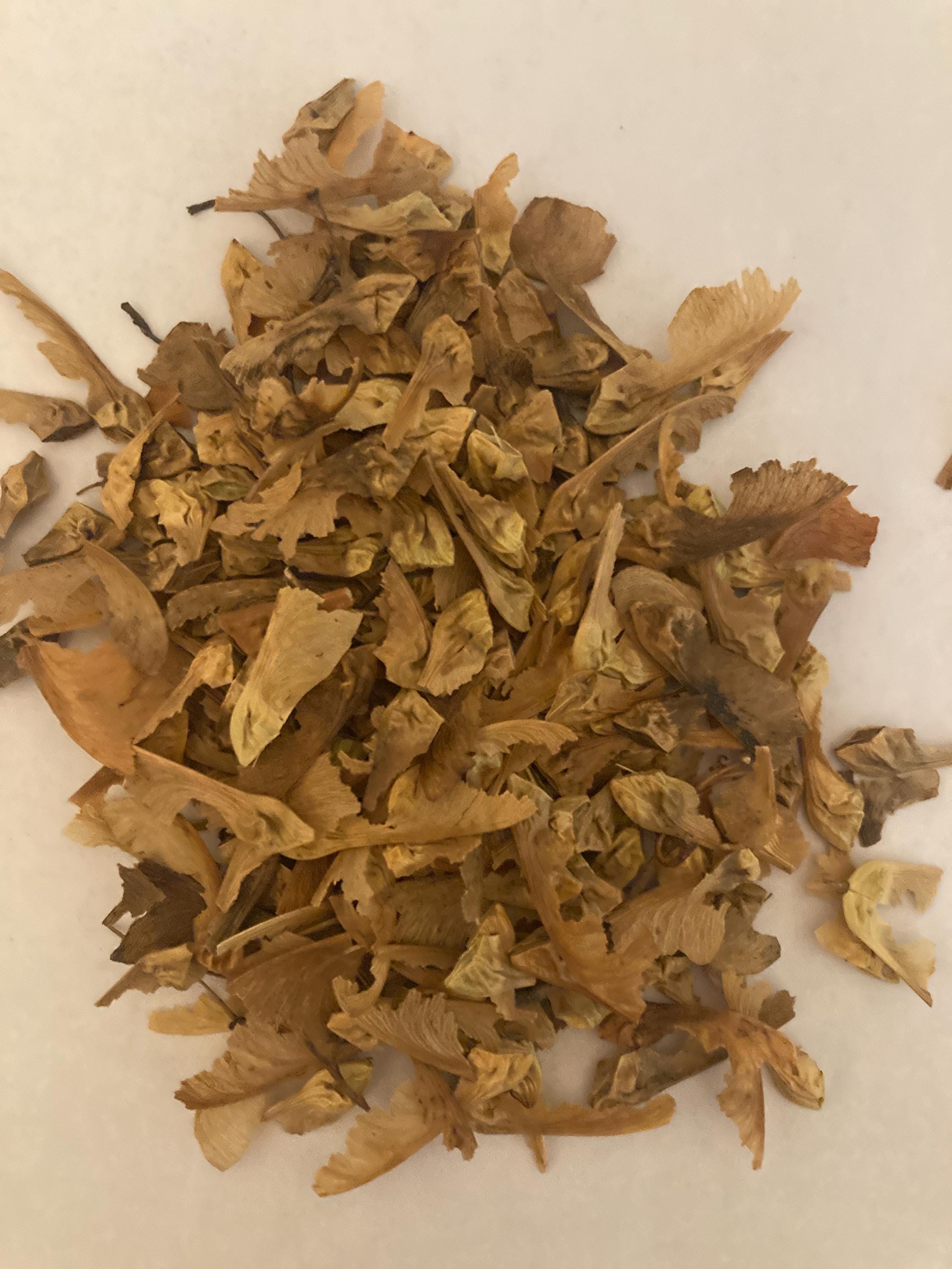 Douglas Maple Tree Seeds ( ACER GLABRUM) (Rocky Mtn Maple ...
