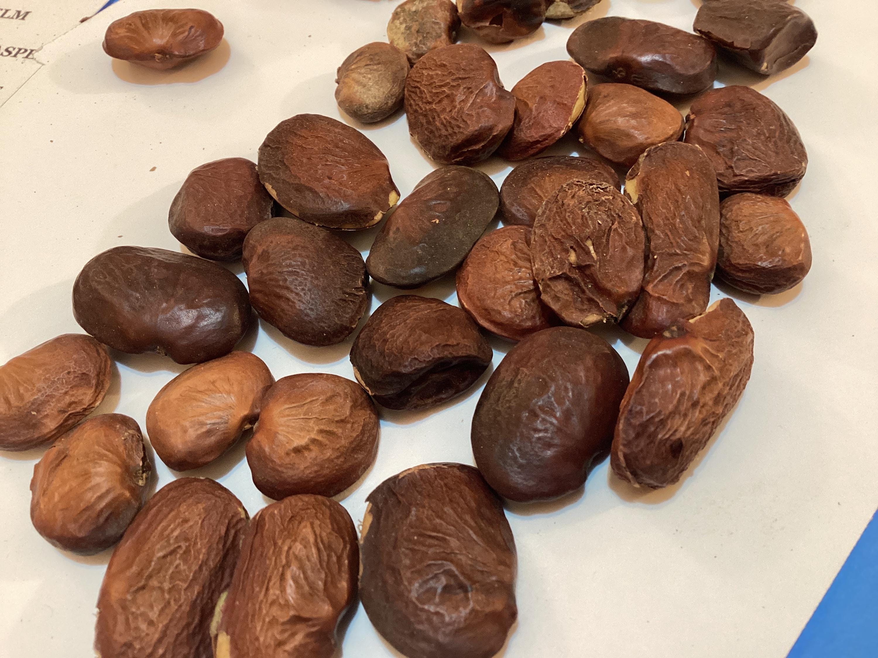 Indian Beech Tree Seeds (PONGAMIA PINNATA) | TreeSeedMan.Com TREE ...