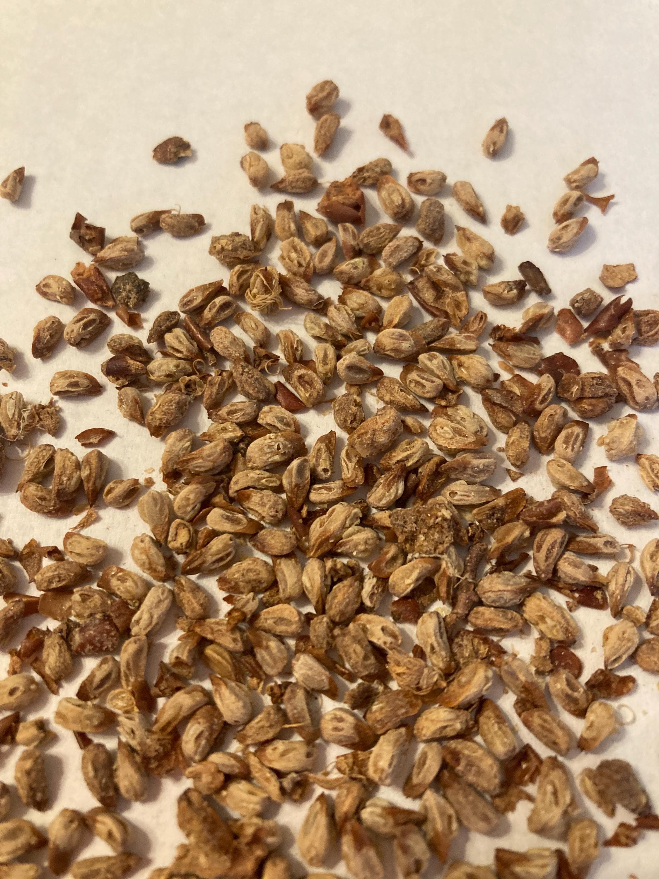 Cade Juniper Tree Seeds (JUNIPERUS OXYCEDRUS) | TreeSeedMan.Com TREE ...